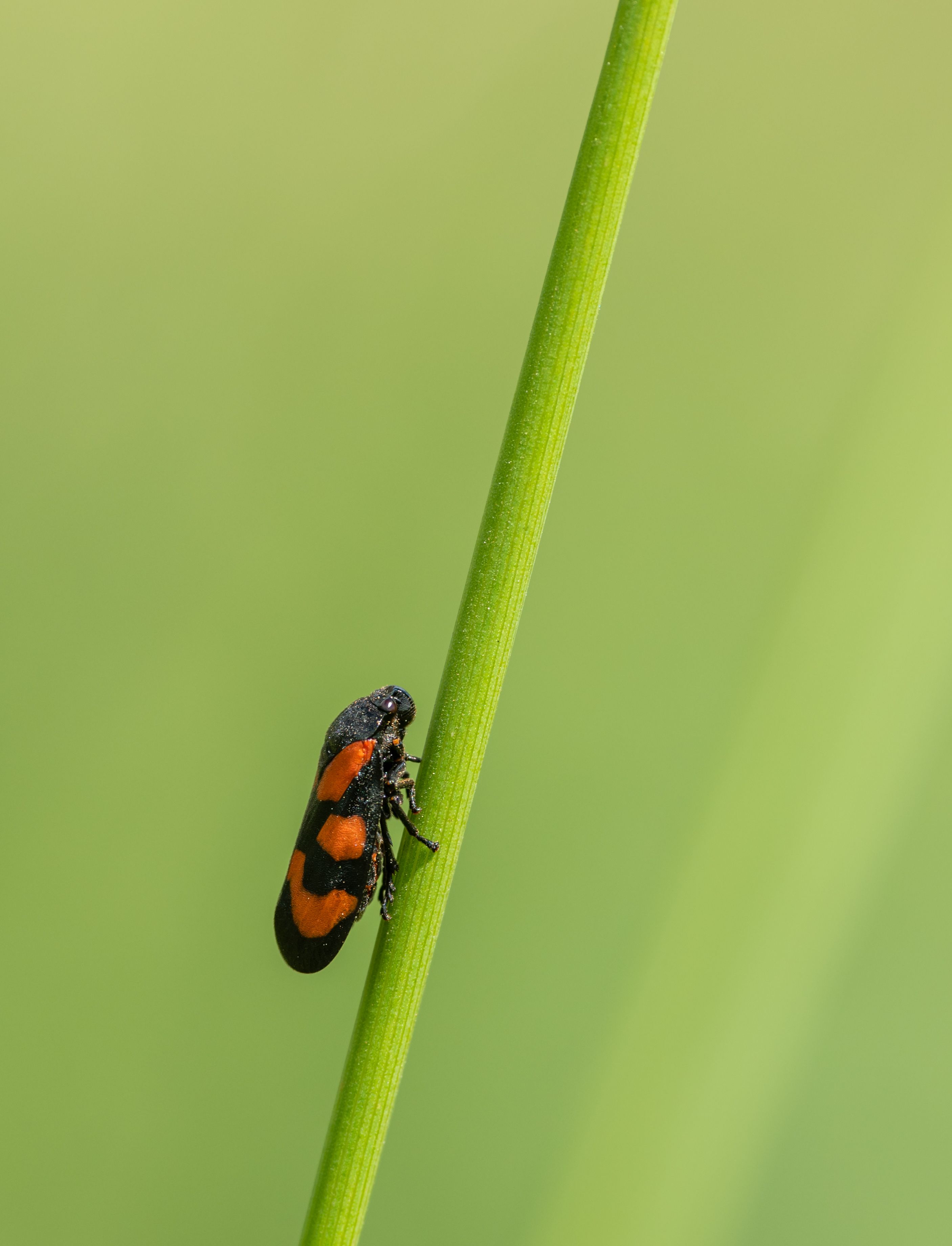 Froghopper Photos, Download The BEST Free Froghopper Stock Photos & HD ...