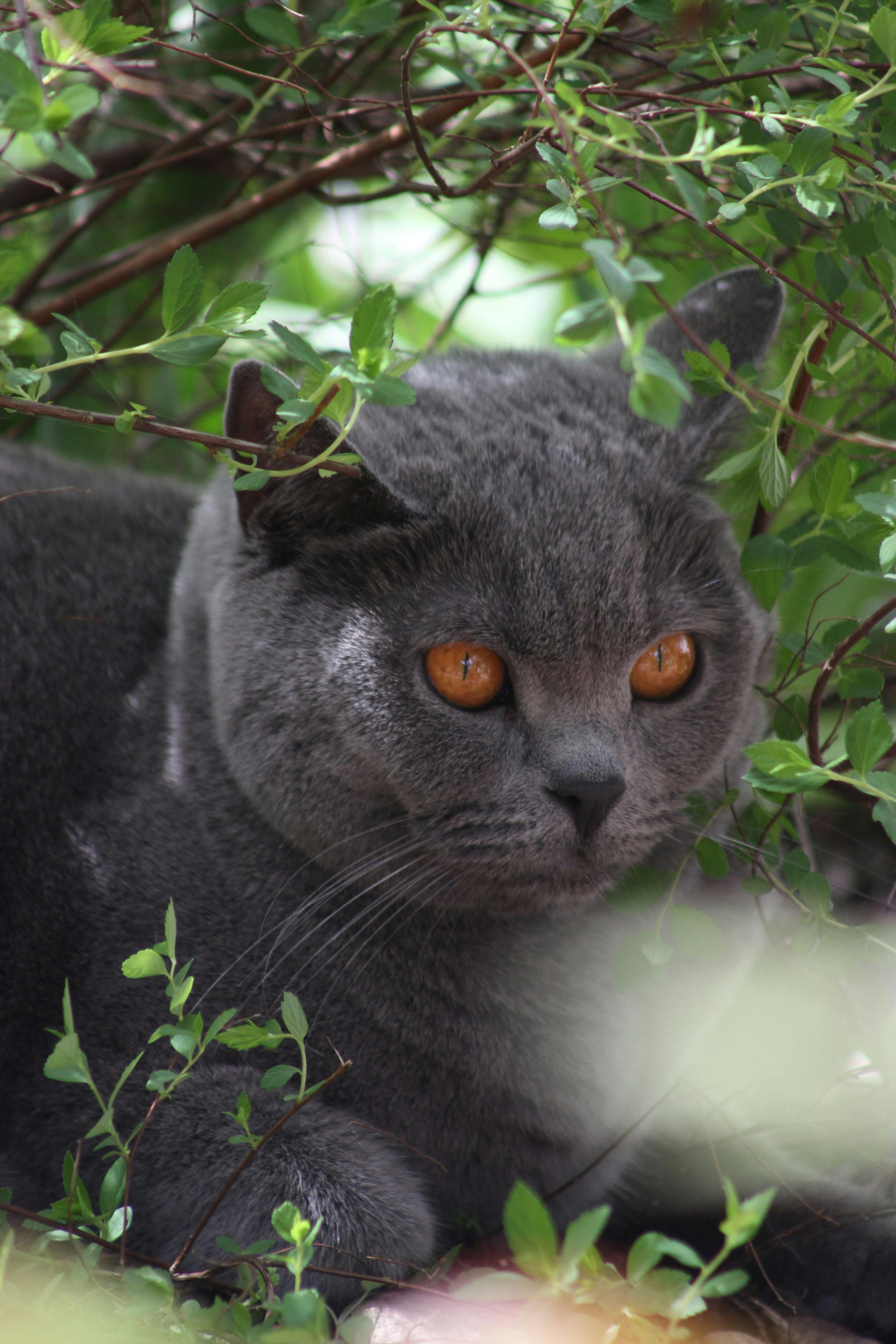 Short-coated Grey Cat Lying On Green Grass Field · Free Stock Photo