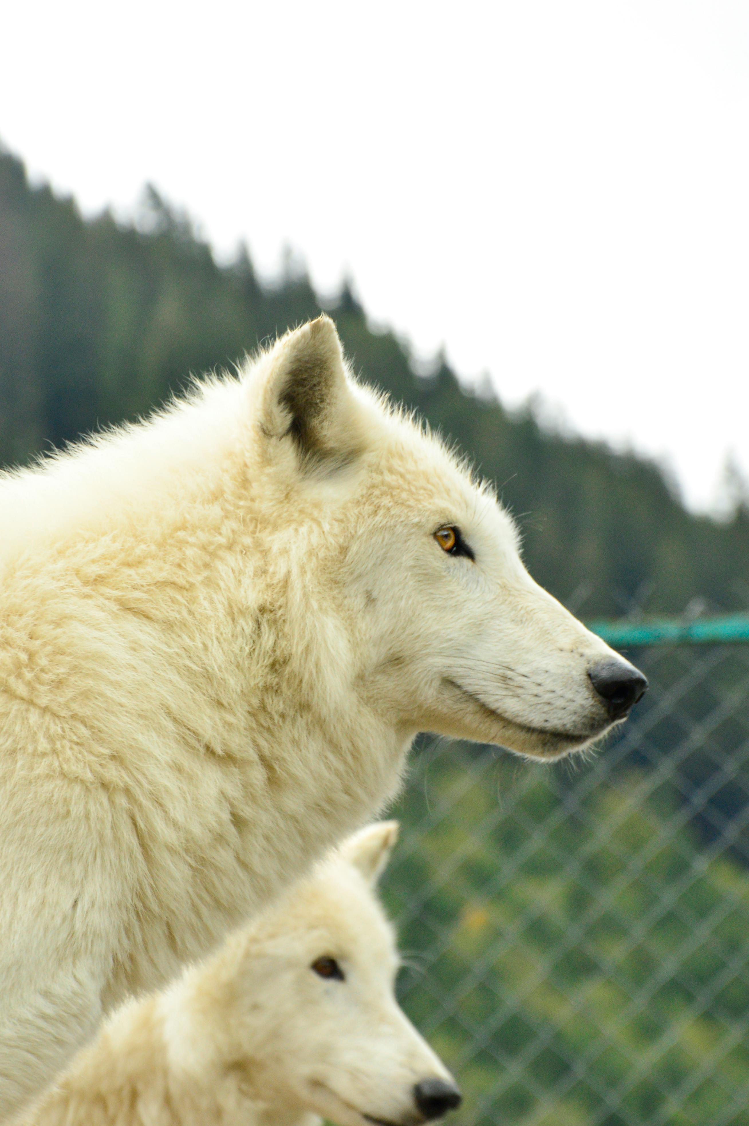 A Close-Up Shot of a White Wolf · Free Stock Photo