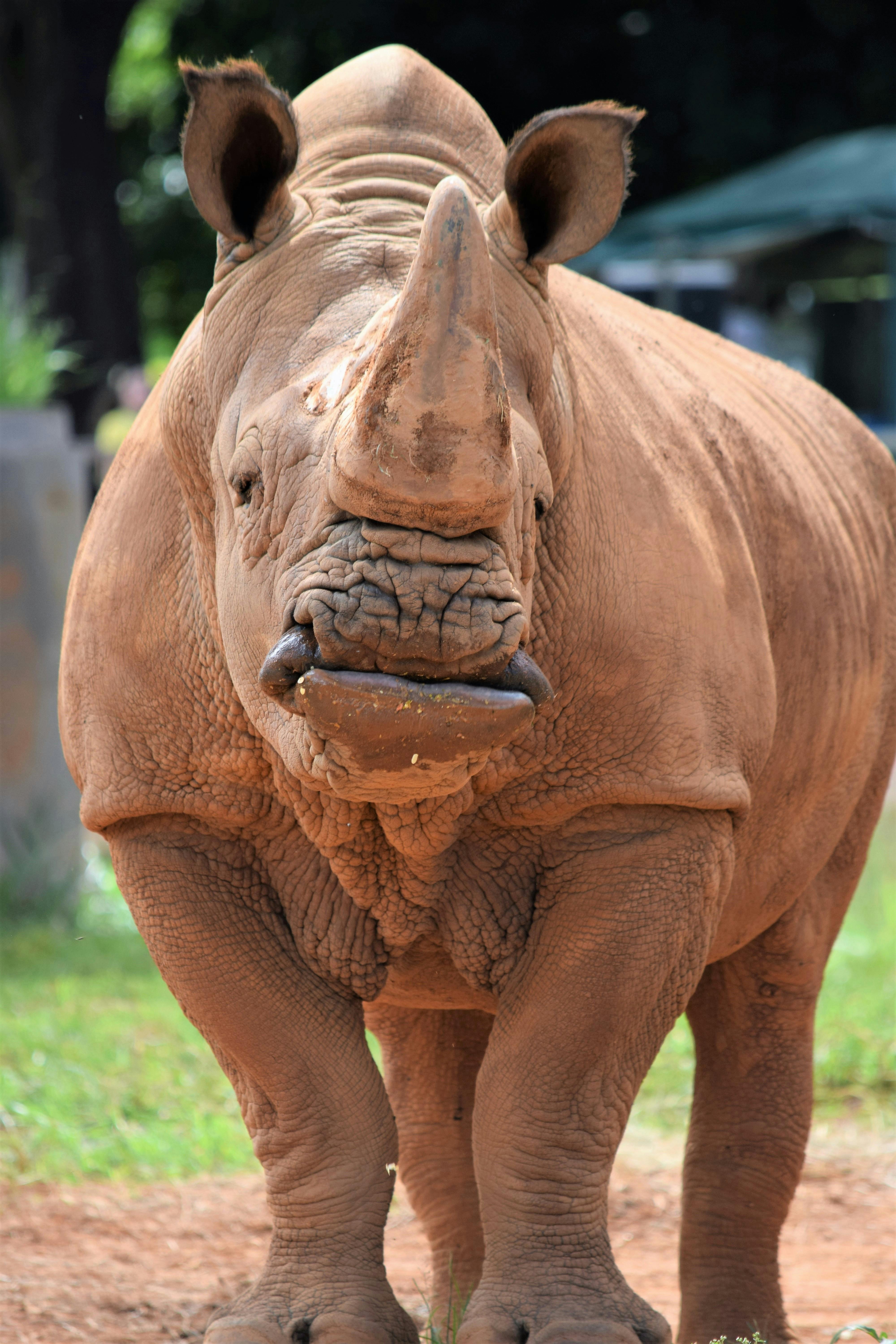 Photo of a Brown Rhinoceros · Free Stock Photo