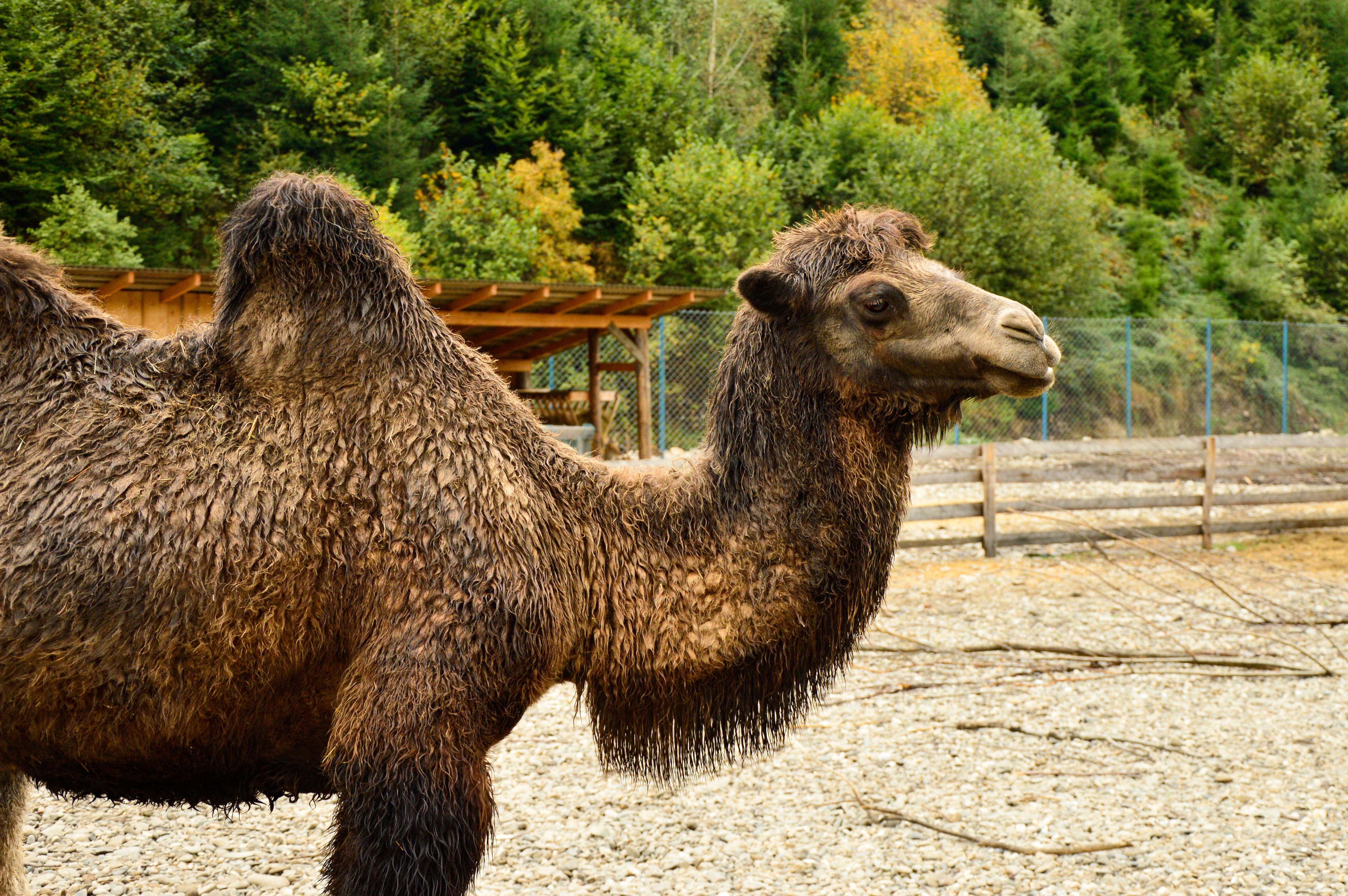 Photo of a Brown Camel · Free Stock Photo