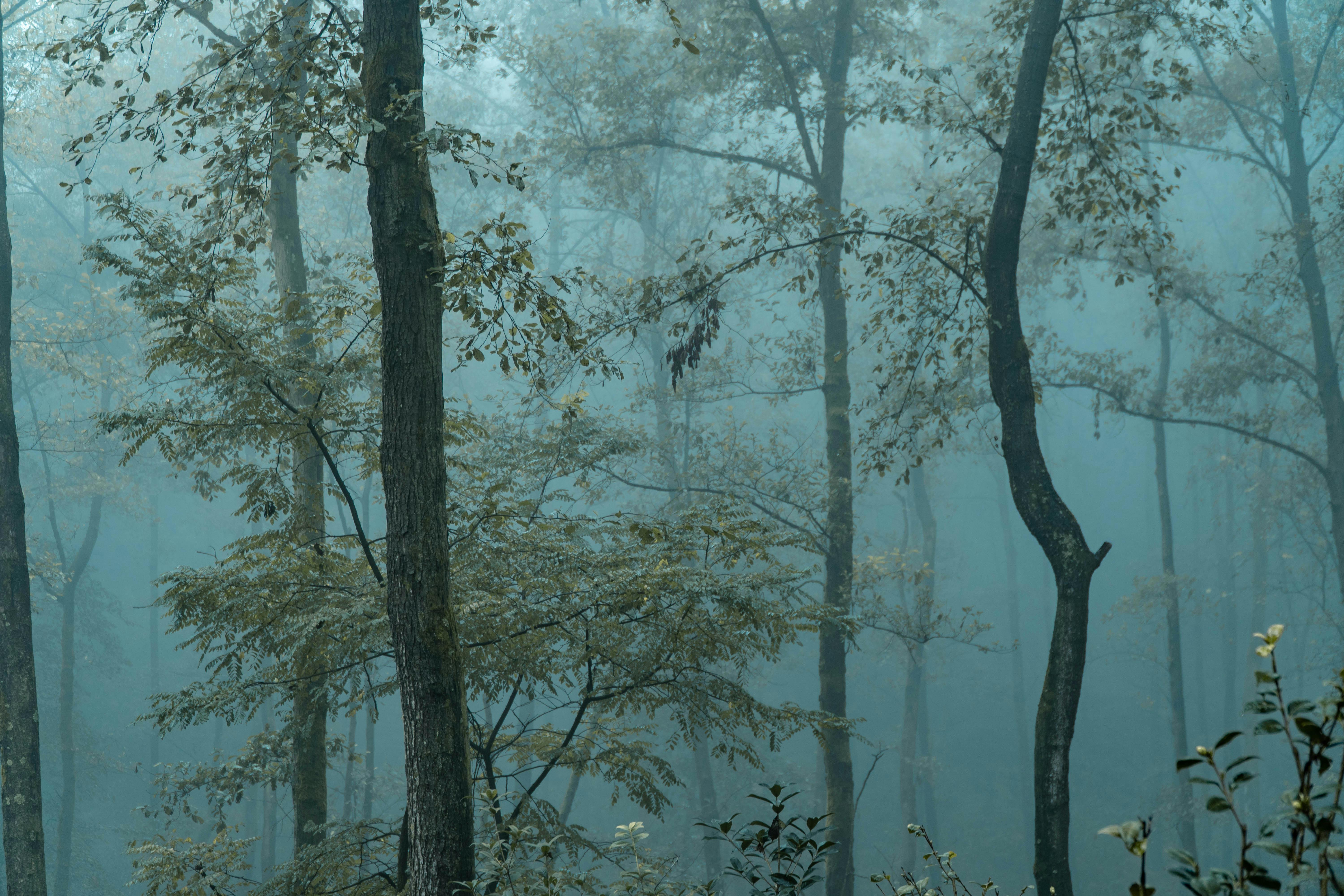 A Fallen Tree in the Forest · Free Stock Photo