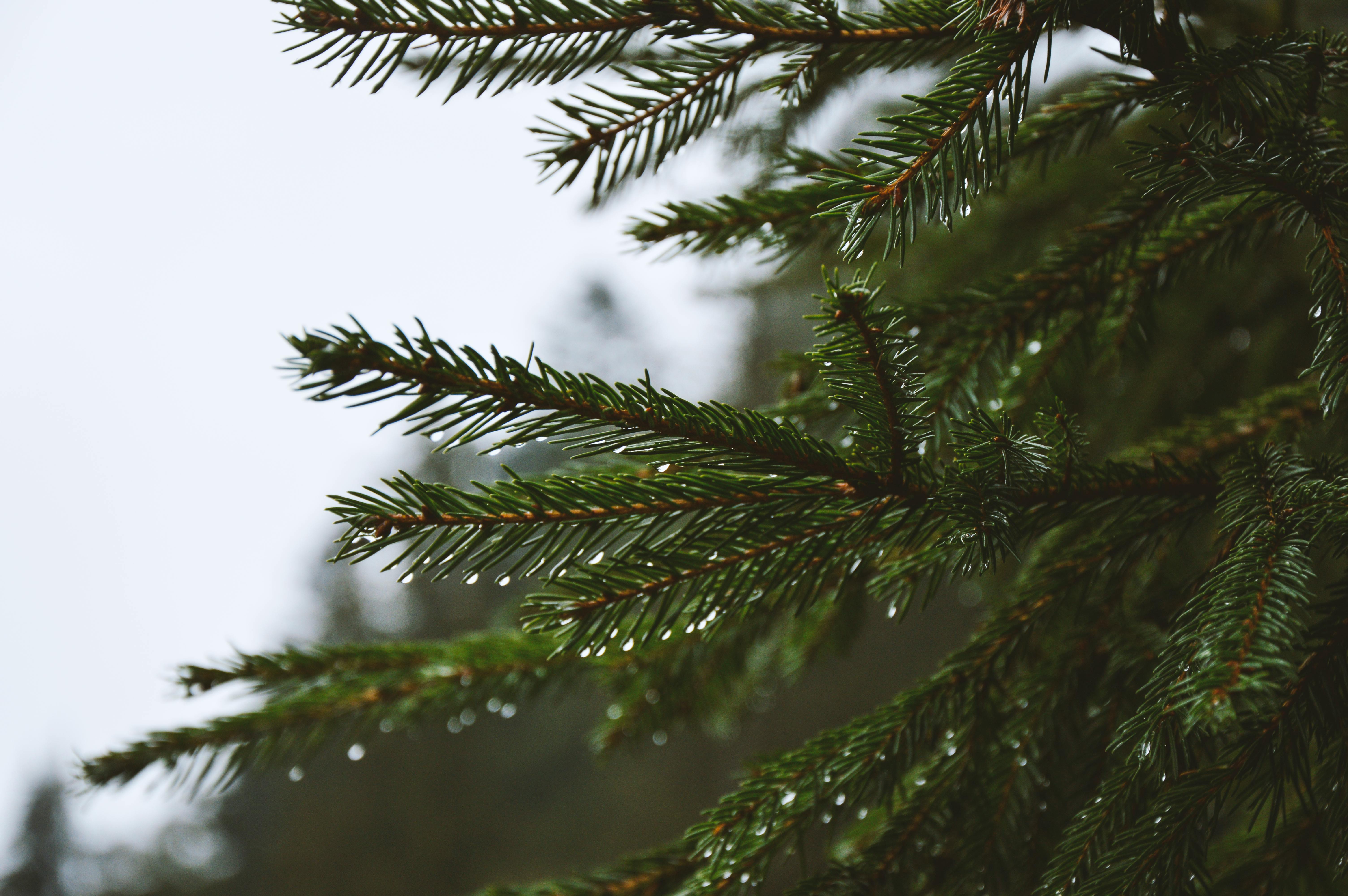 Droplets of Water on Green Pine Tree · Free Stock Photo