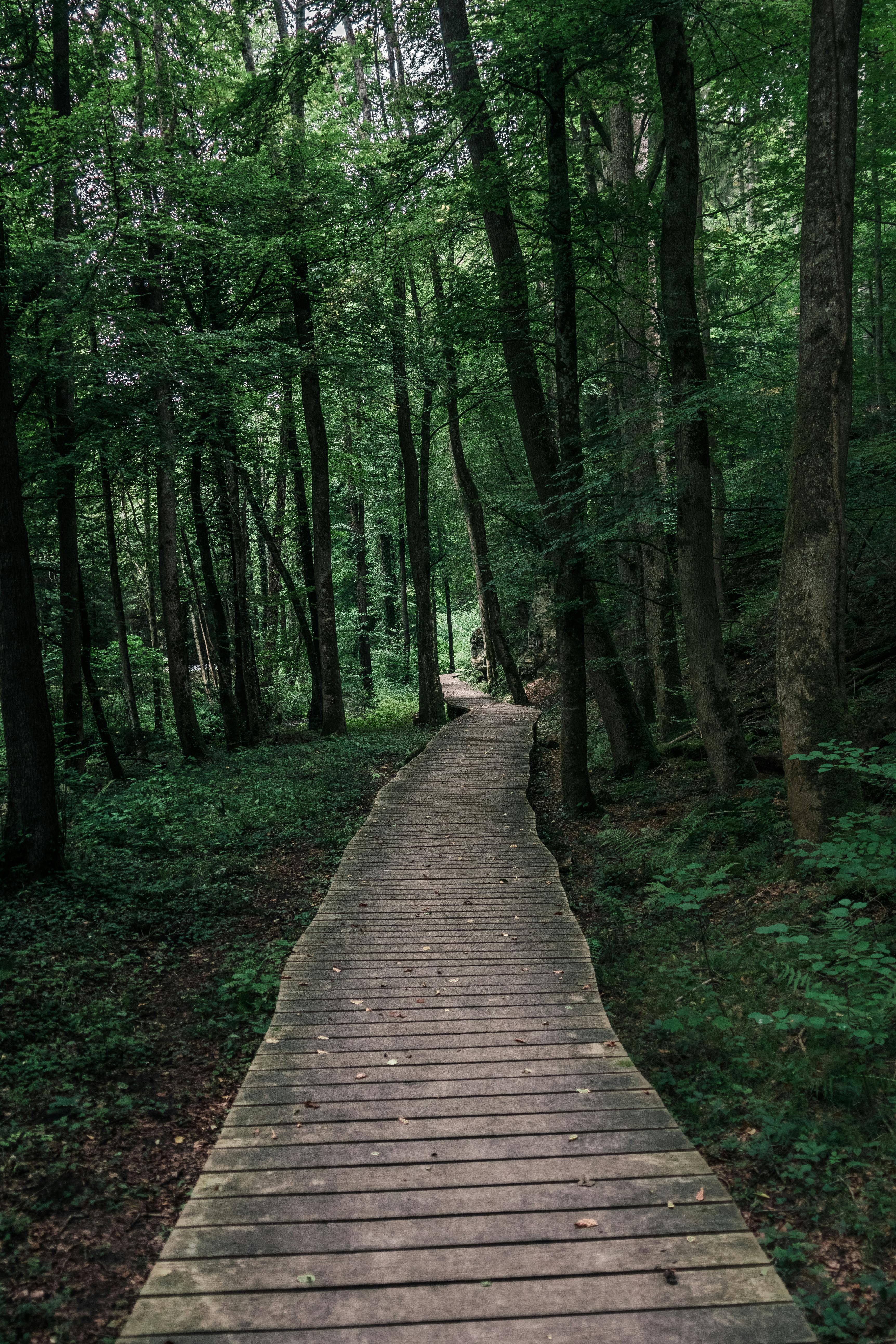 Wooden Pathway in the Forest · Free Stock Photo
