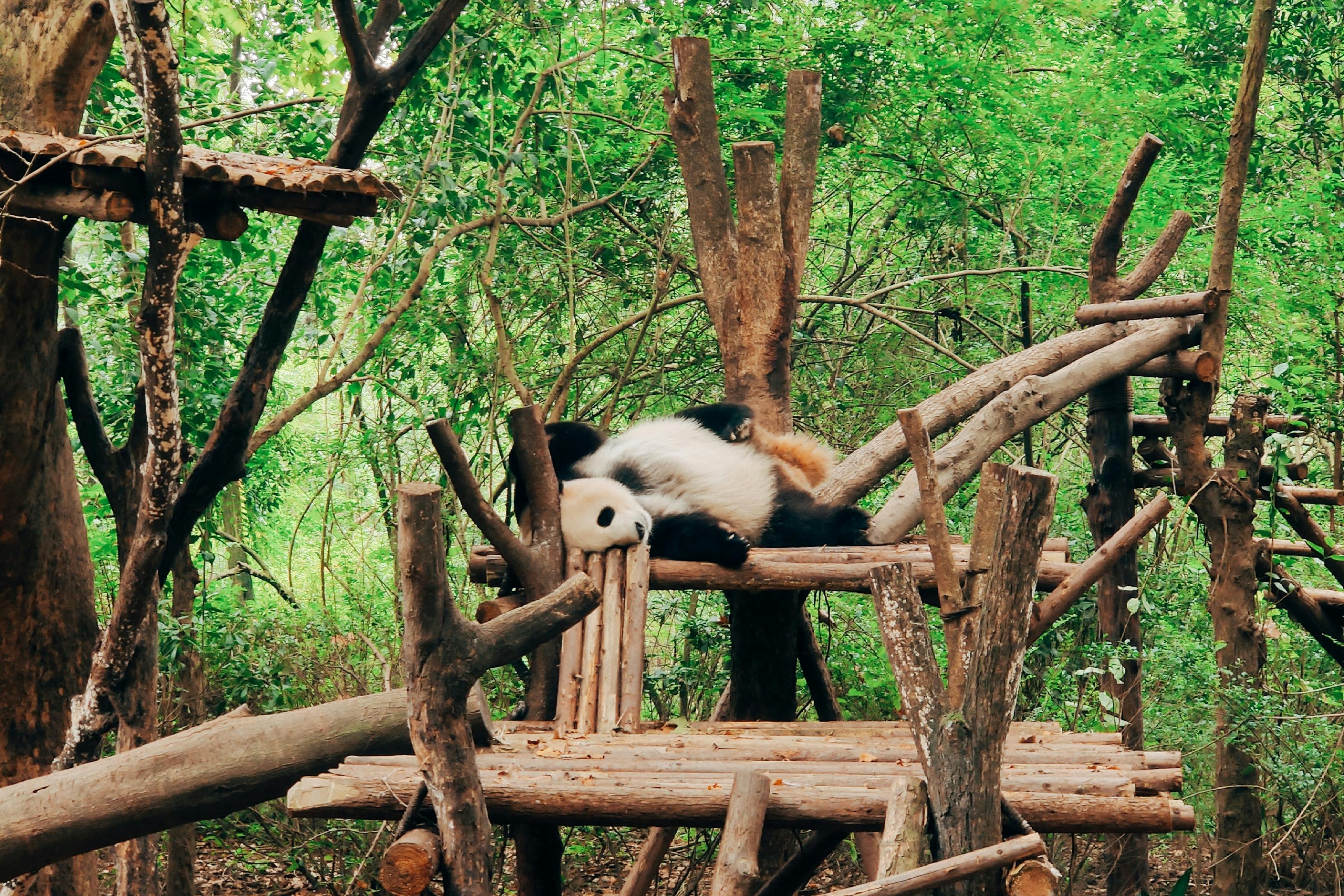 Portrait of Sitting Panda · Free Stock Photo