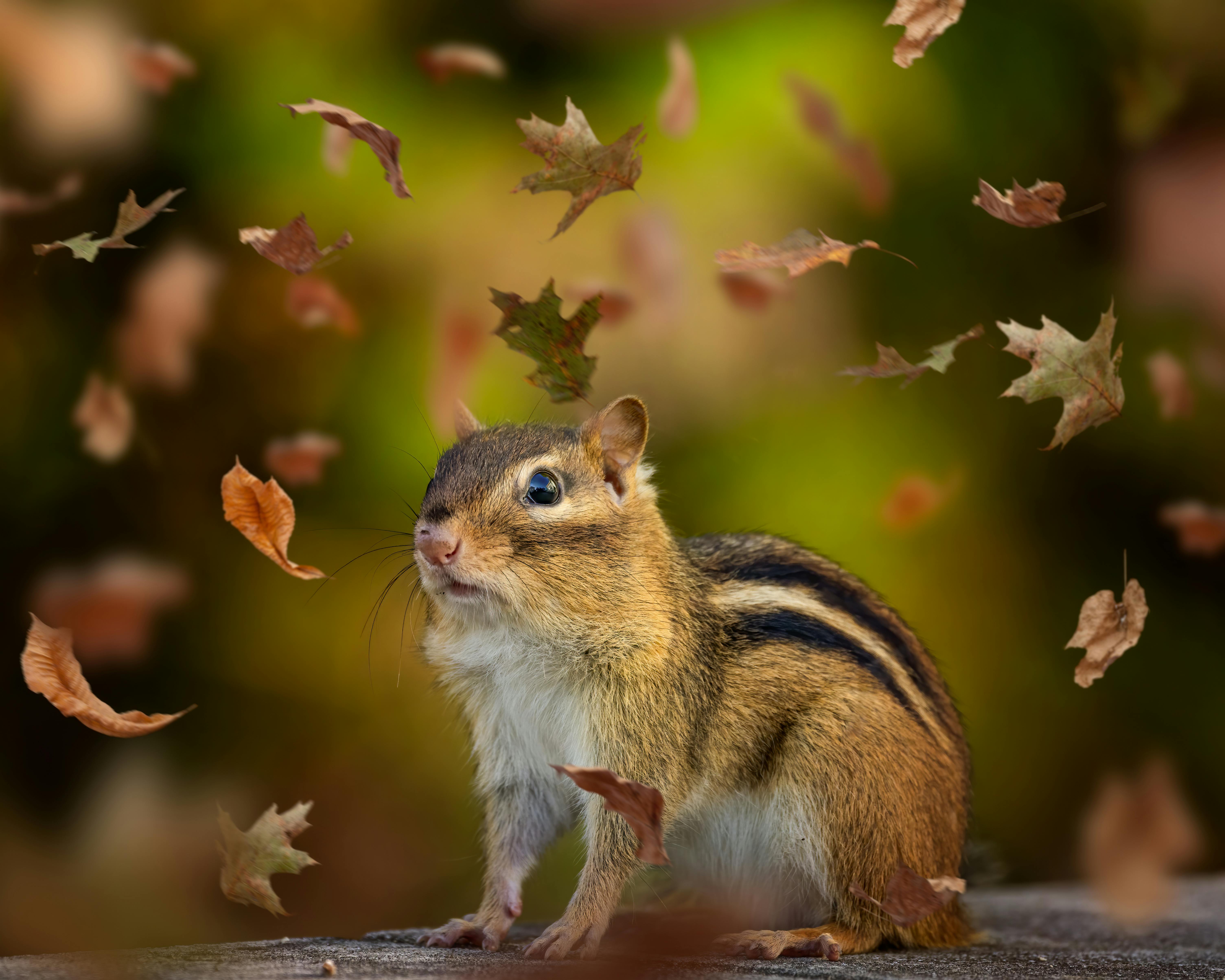 Cute Eastern Chipmunk