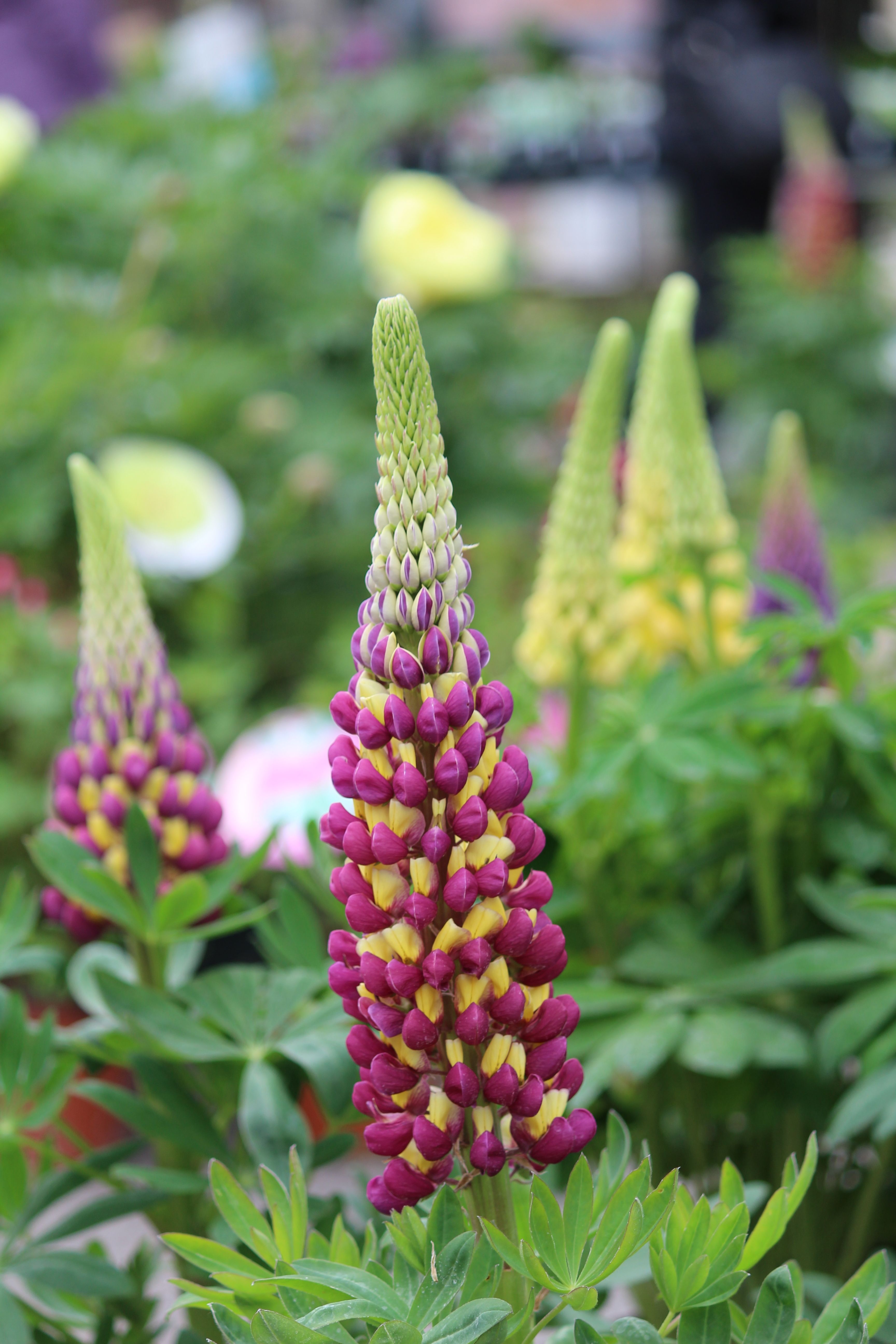 Purple Lupine Flowers In Garden · Free Stock Photo
