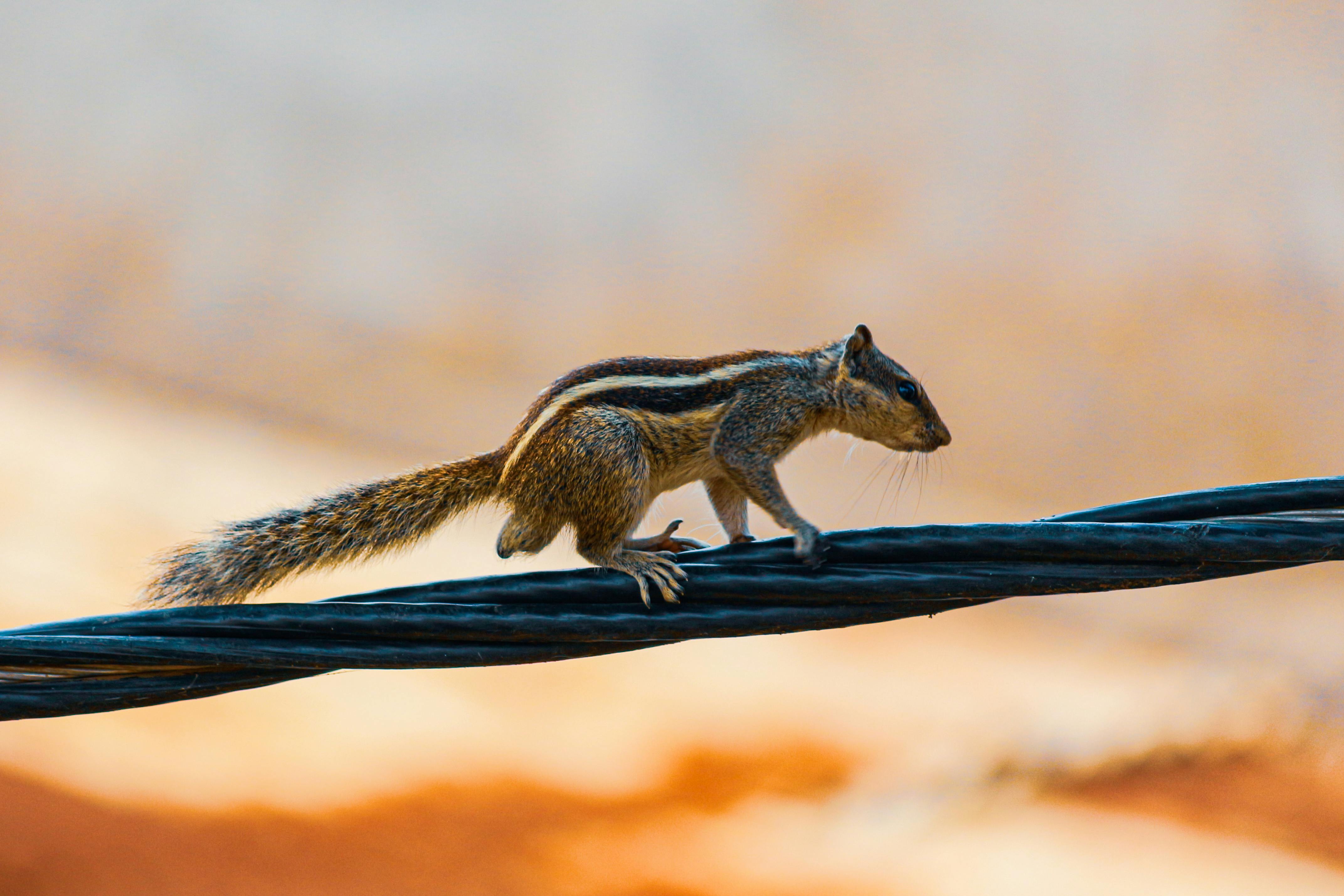Close-up of a Chipmunk Walking on a Wire · Free Stock Photo
