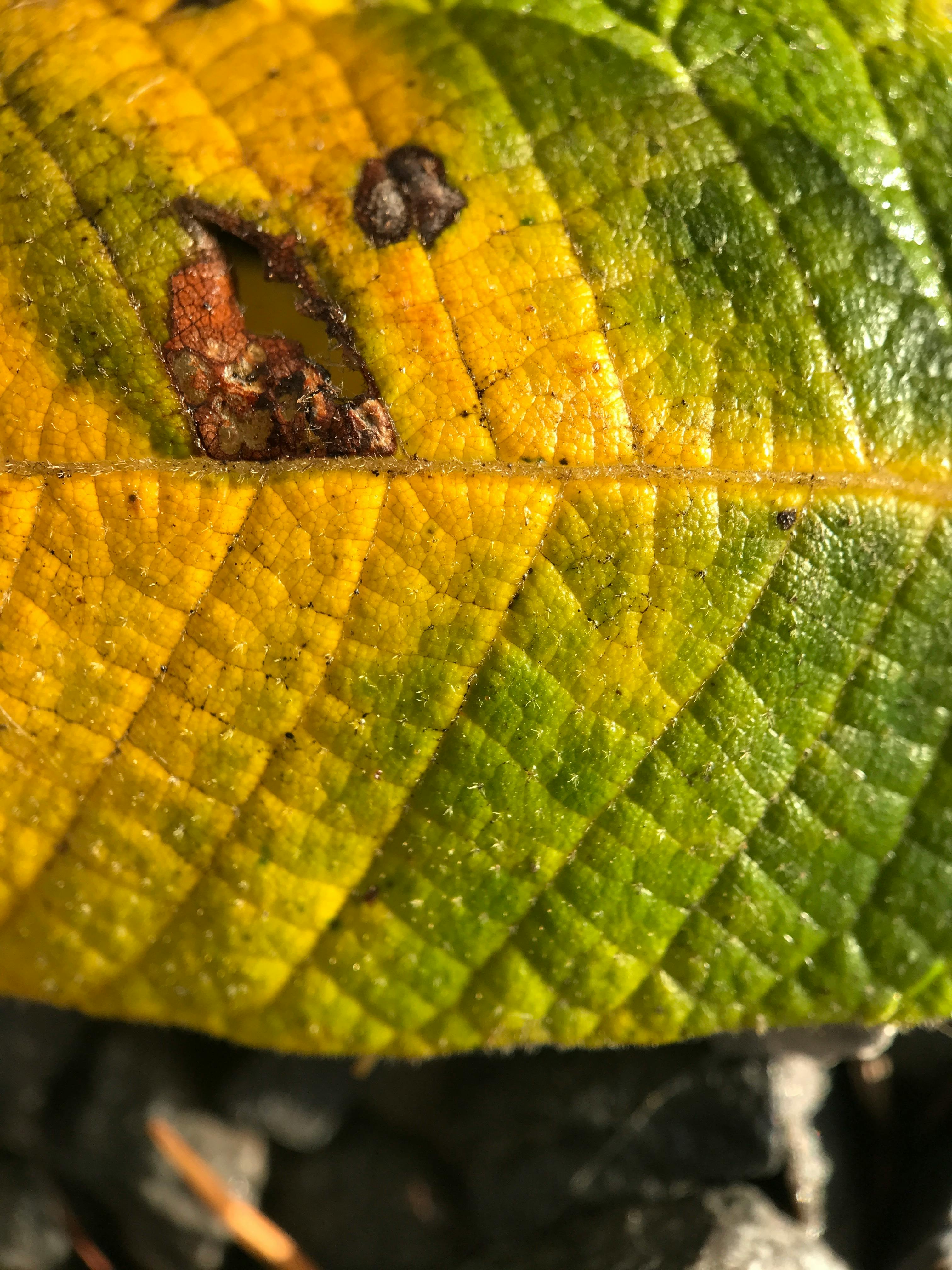 Fabric Pattern Grid · Free Stock Photo