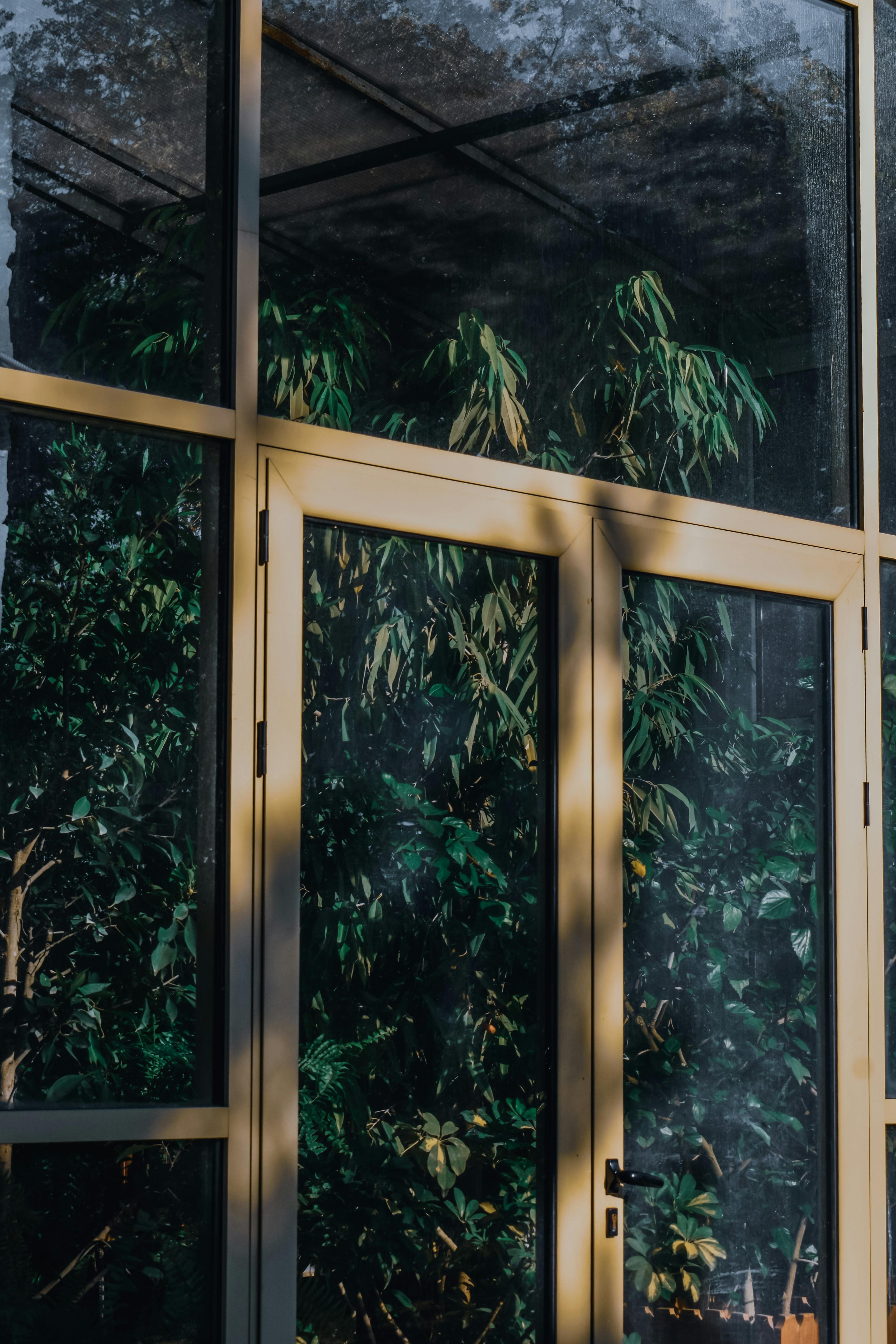 Overgrown tree behind glass door in greenhouse · Free Stock Photo