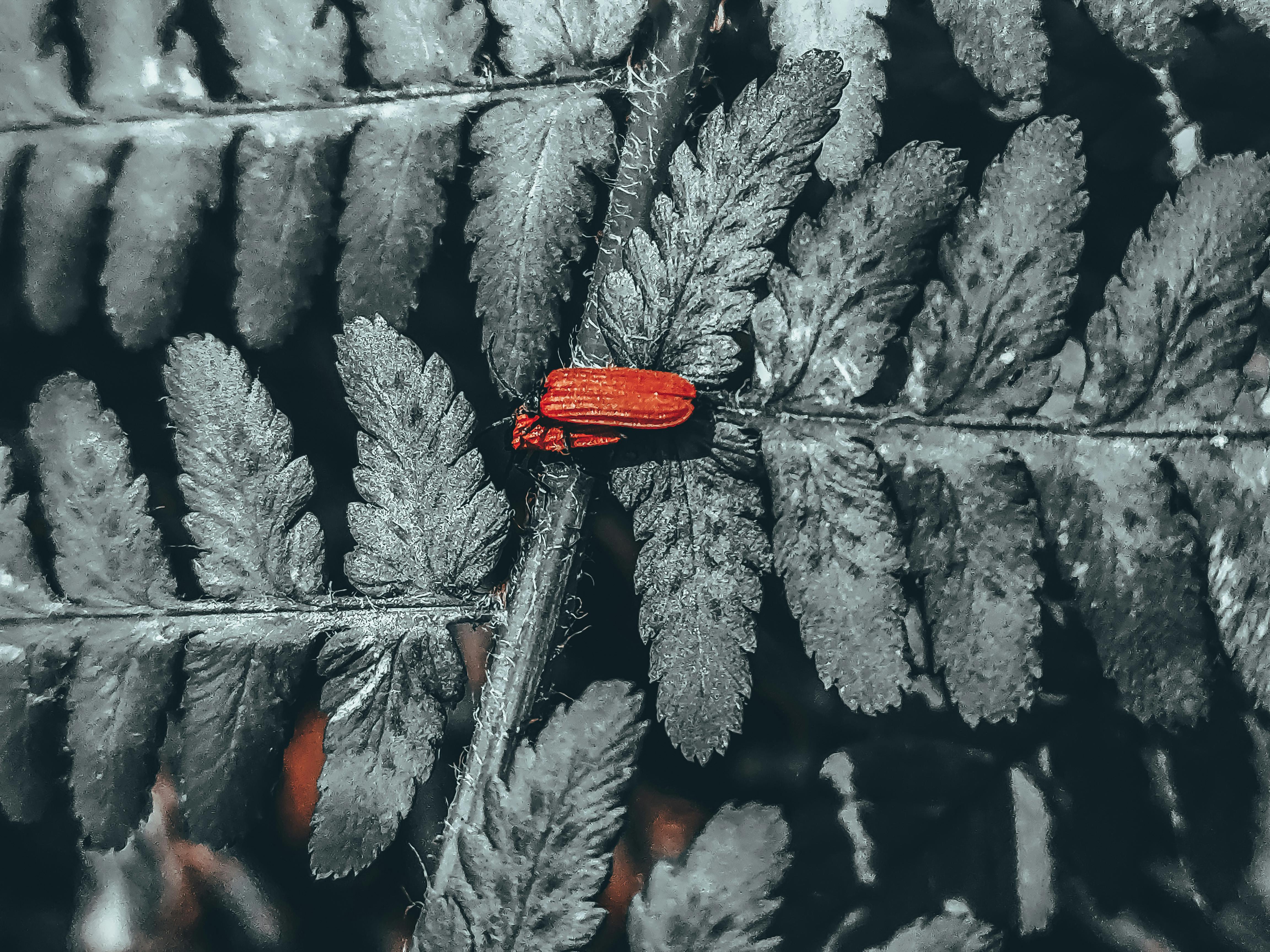 Red Dictyoptera aurora beetles on fern leaves · Free Stock Photo