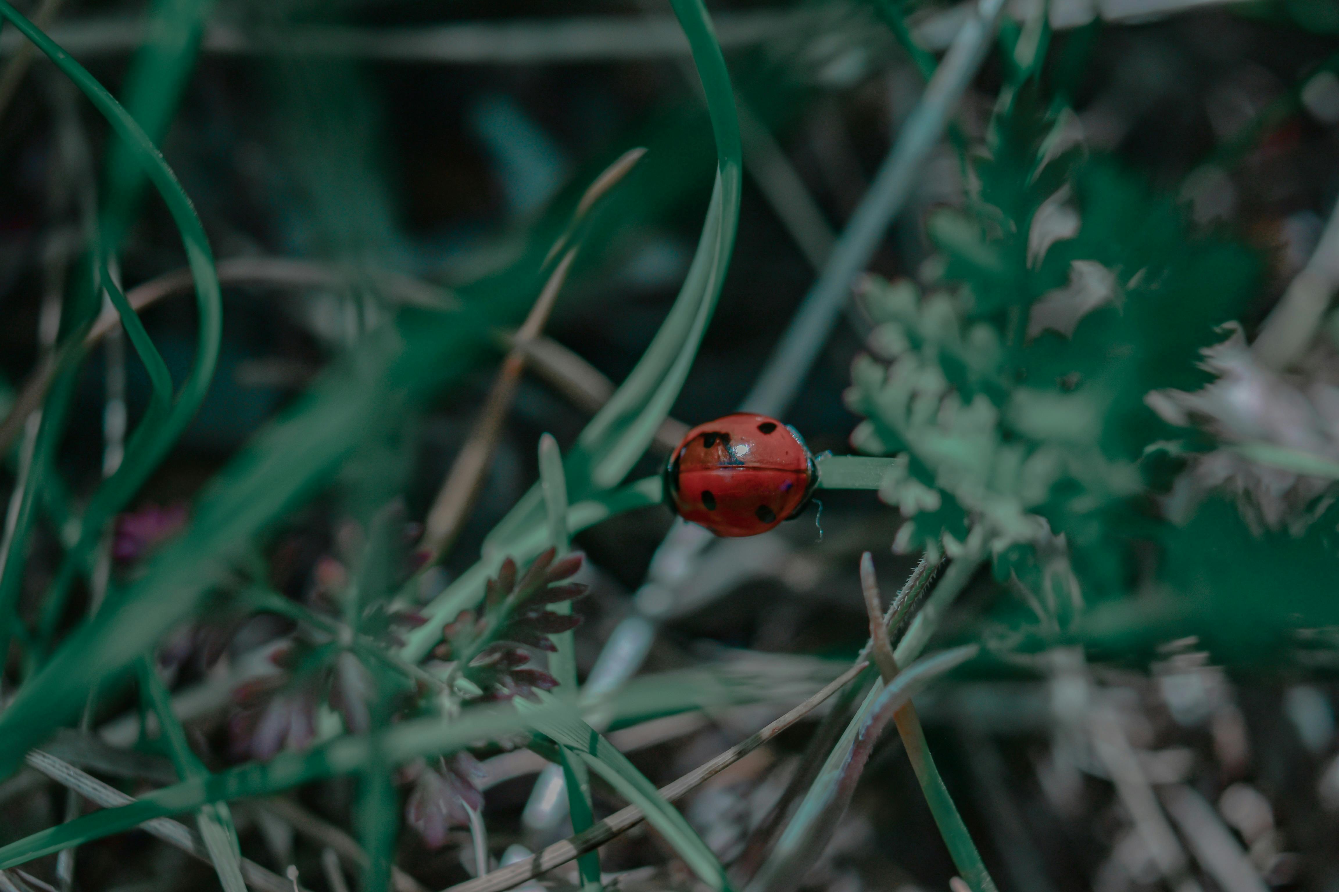 Lady Bugs Good for Garden: Boost Your Plants Naturally