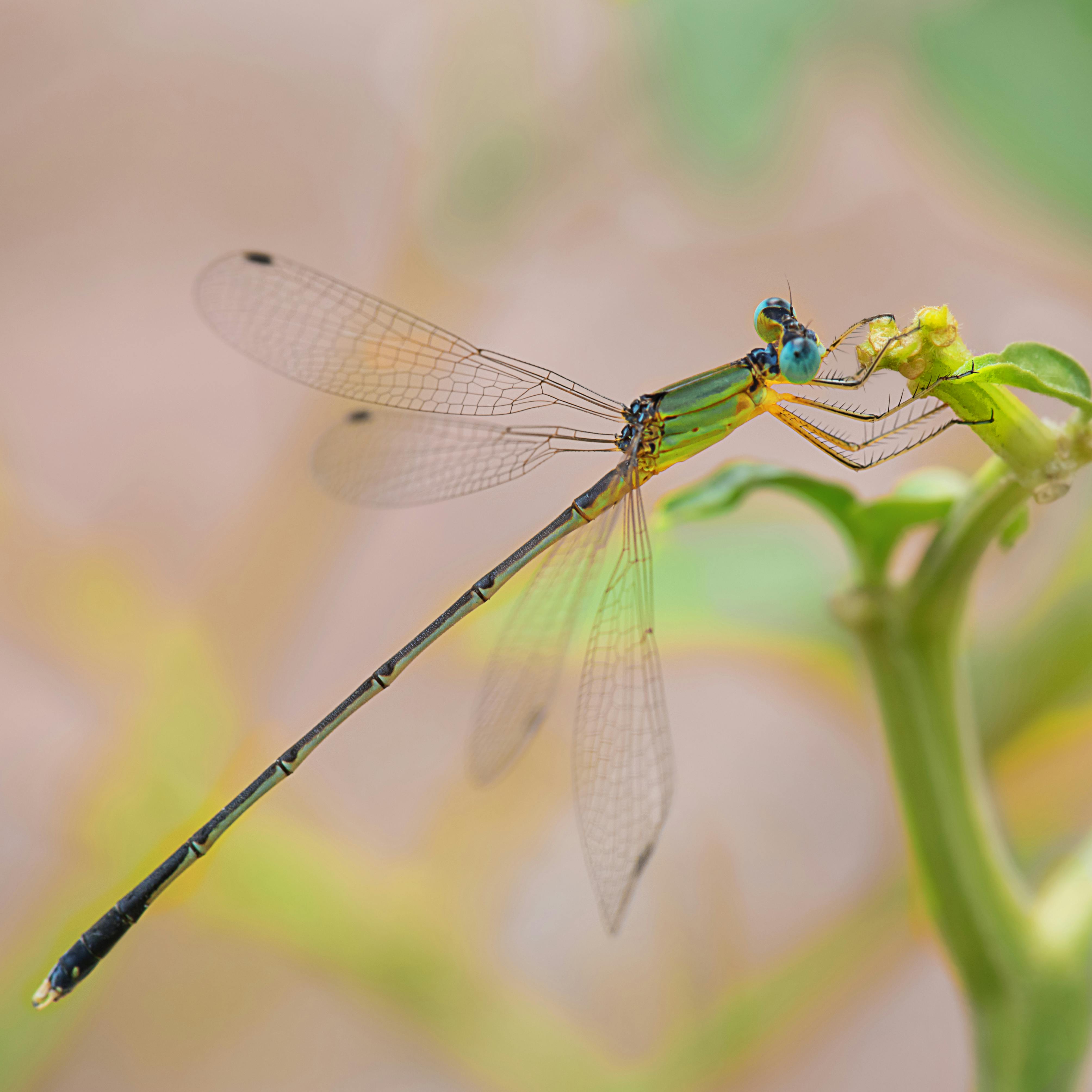 Dragonfly Background Photos, Download The BEST Free Dragonfly ...