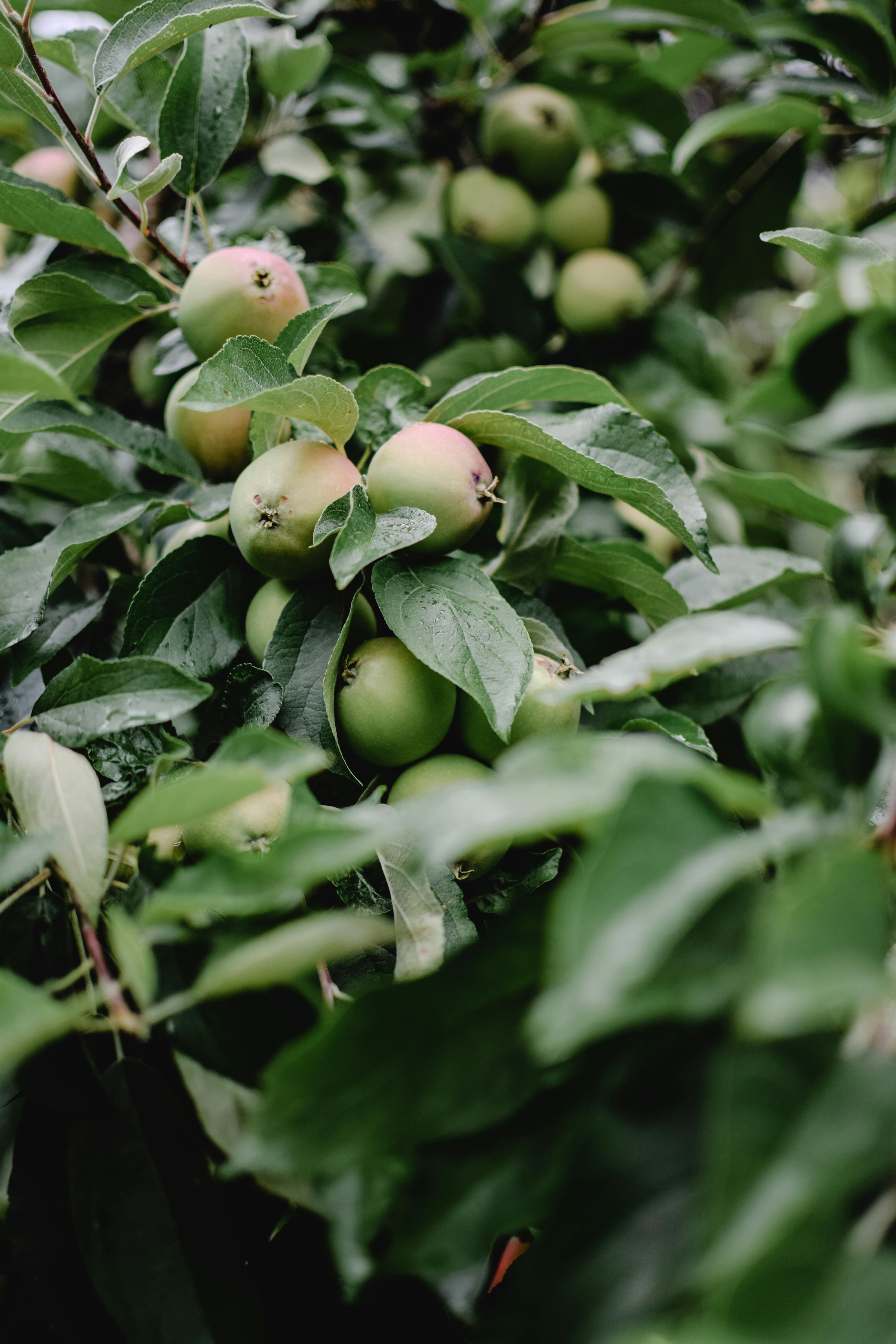 100,000+ Best Apple Tree Photos · 100% Free Download · Pexels Stock Photos