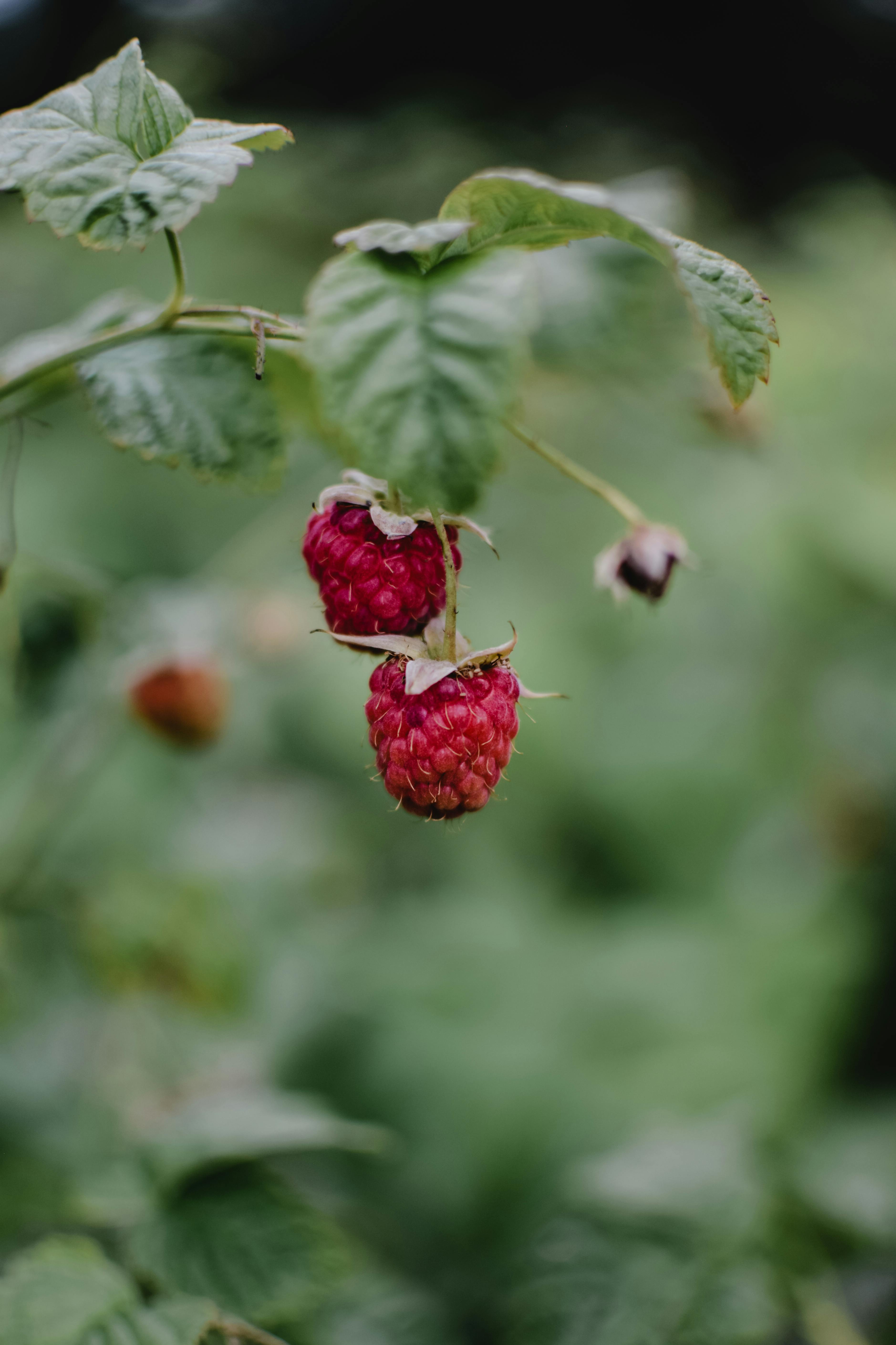 Berries Hanging on a Plant · Free Stock Photo