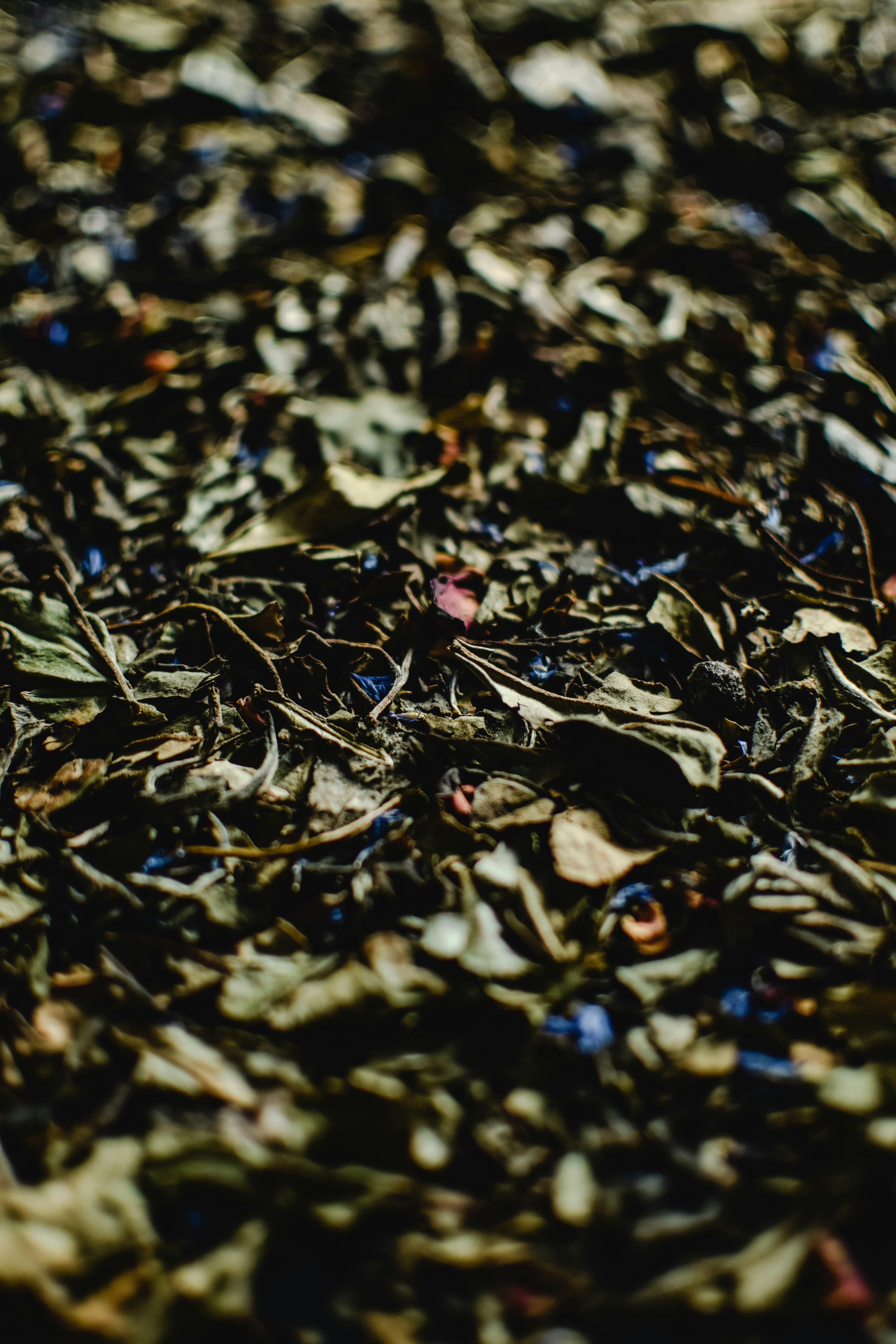 90,000+ Best Tea Leaf Photos · 100% Free Download · Pexels Stock Photos