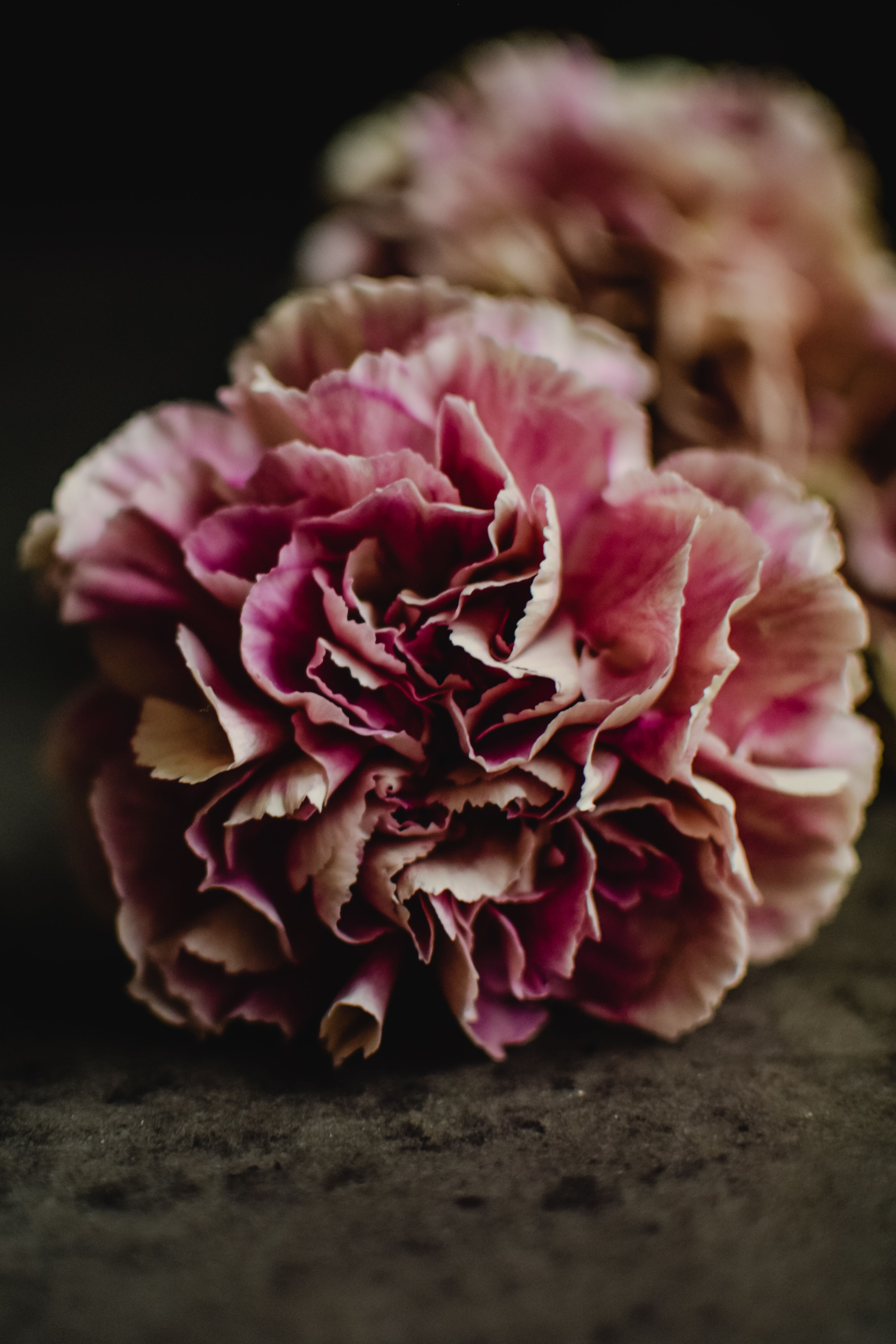 100,000+ Best Carnation Flower Photos · 100% Free Download · Pexels ...