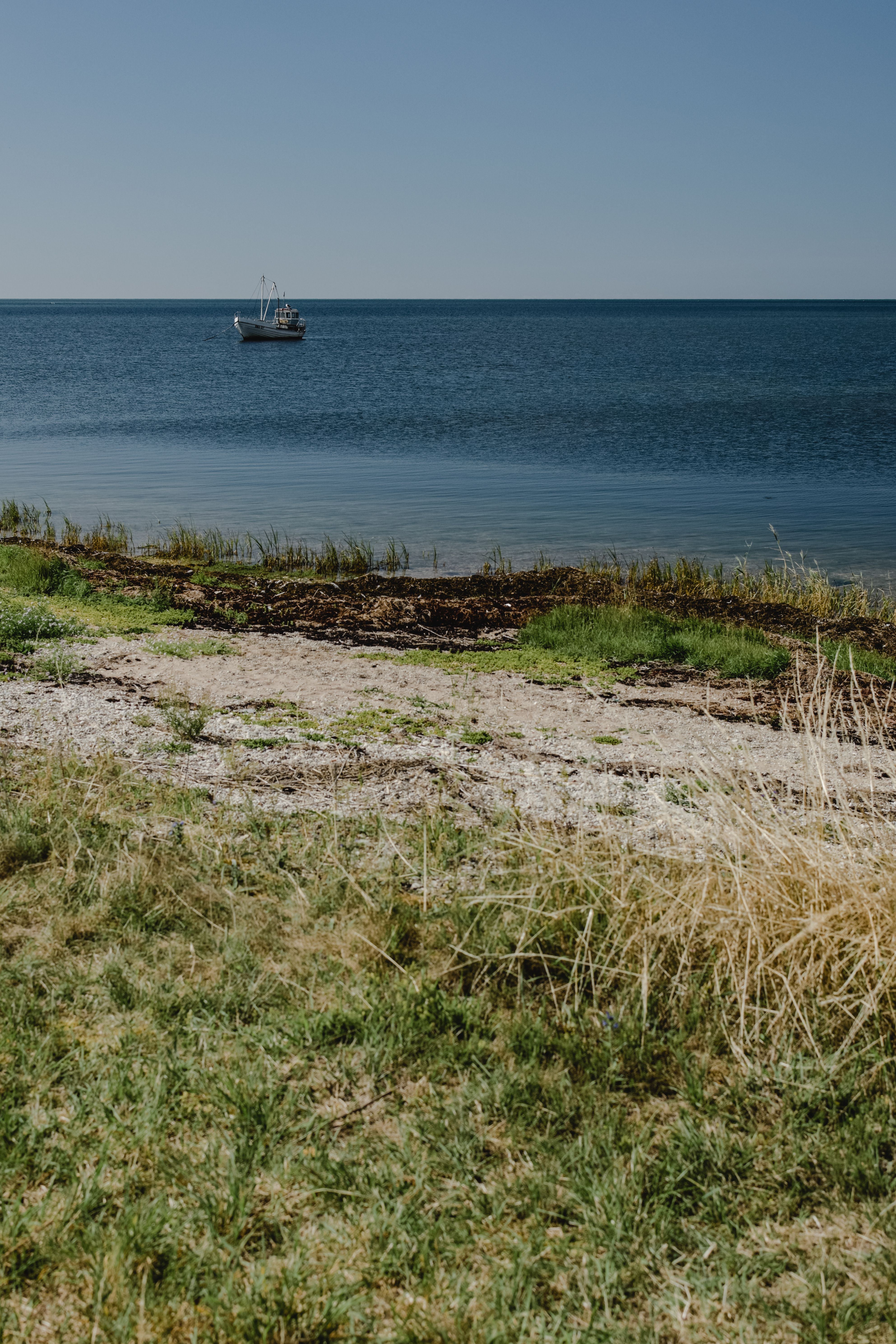 Photograph of Grass Near the Sea · Free Stock Photo