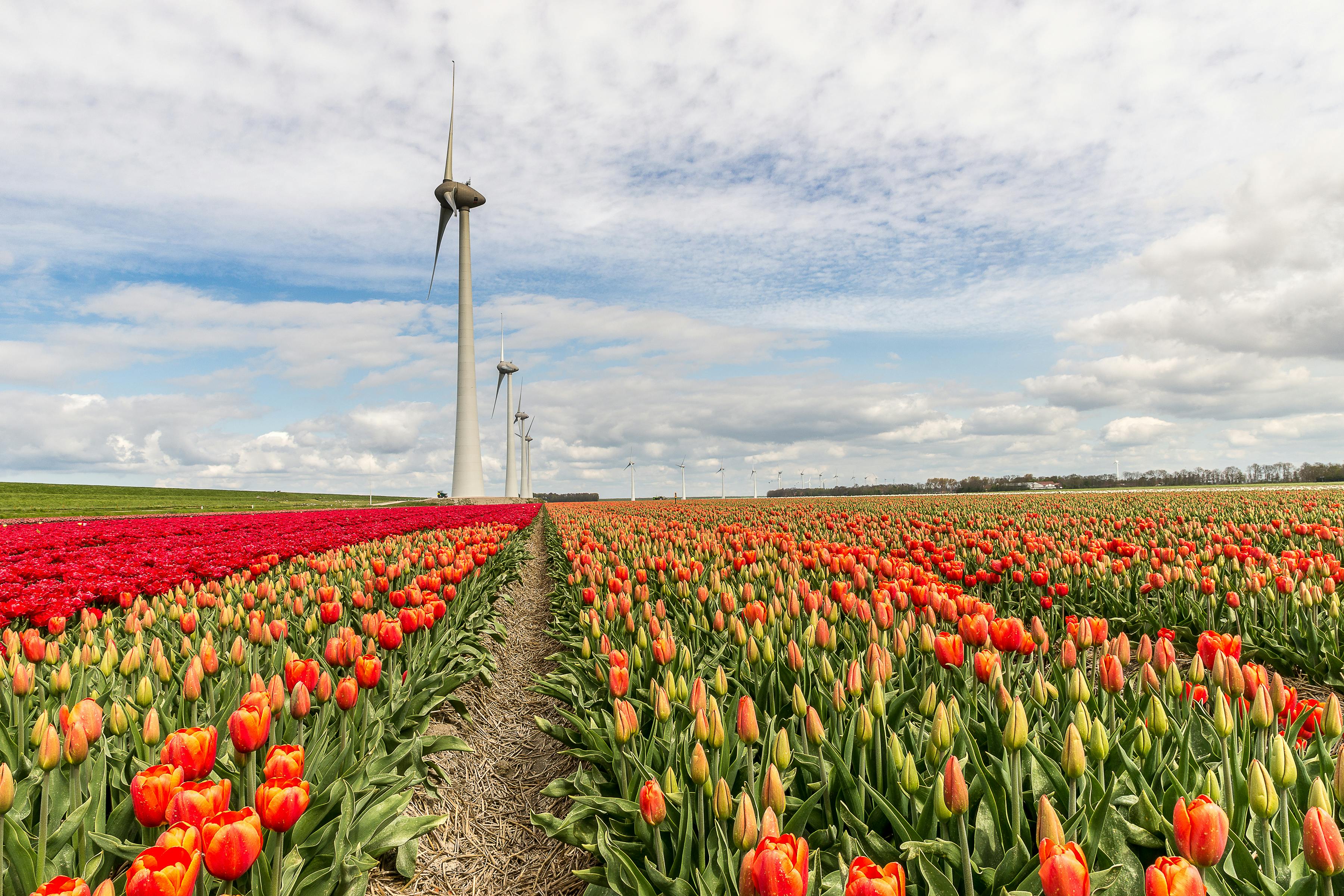 Red, White, and Blue Windmill · Free Stock Photo