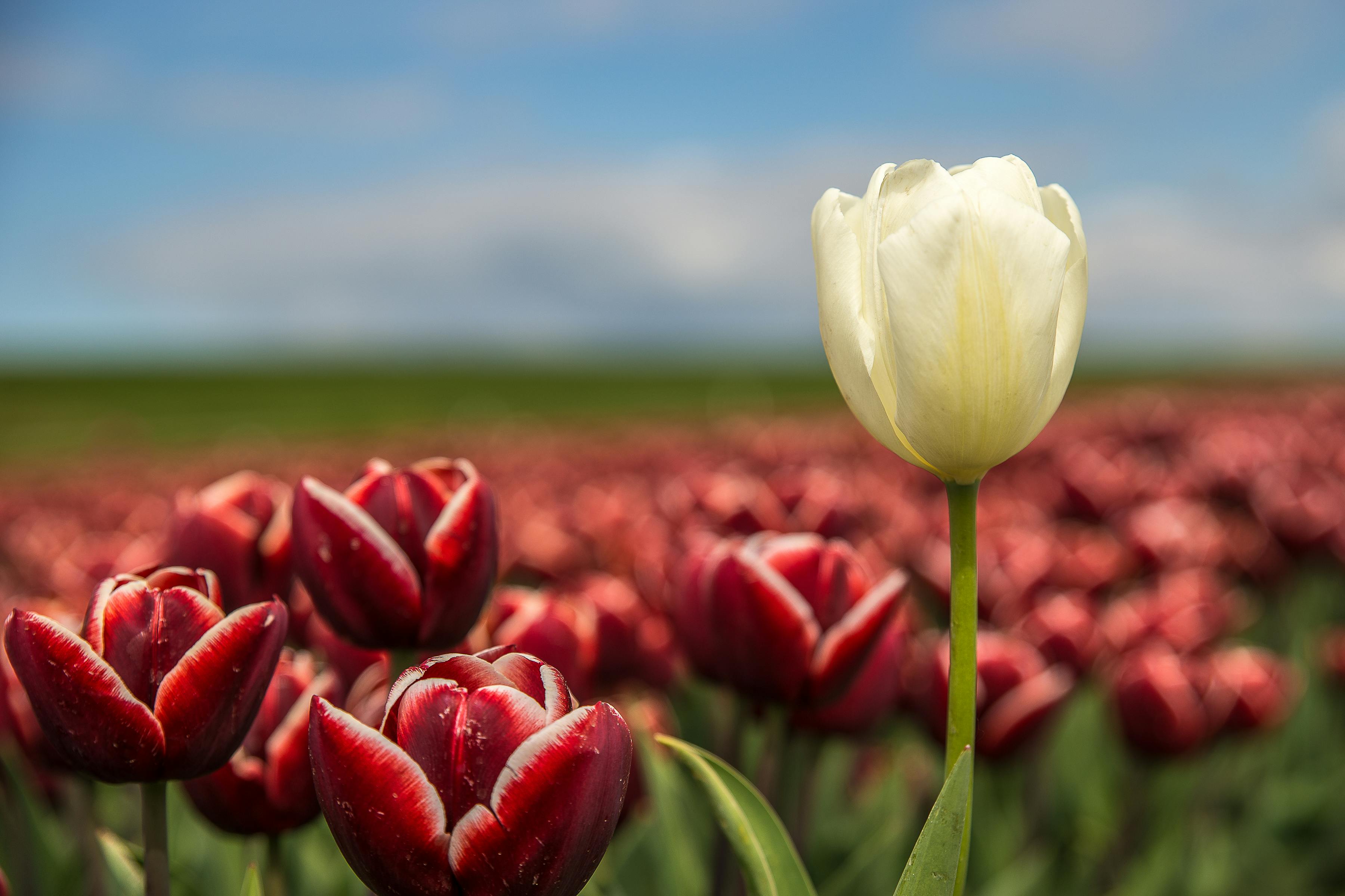 A Close-Up Shot of Tulip Flowers · Free Stock Photo