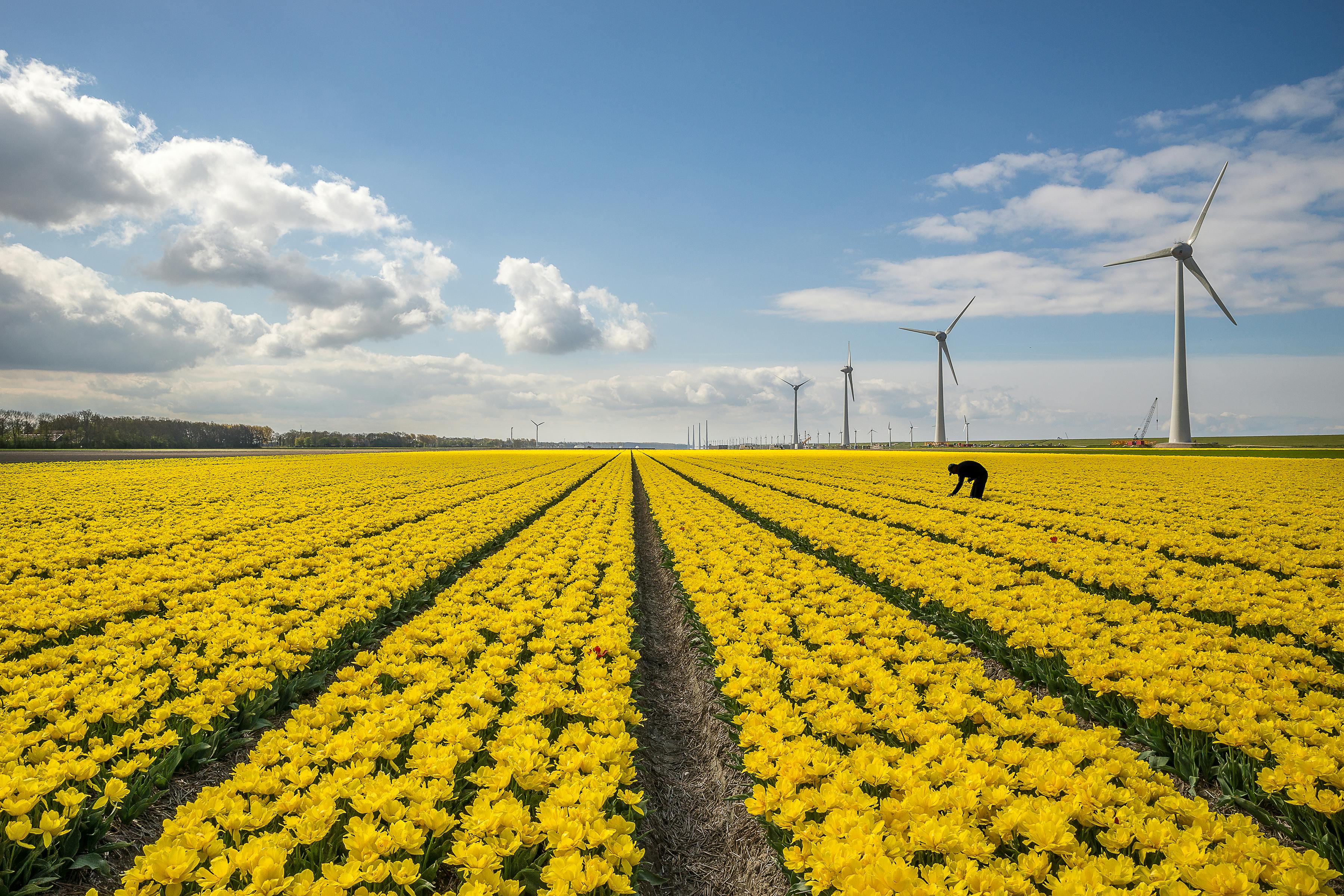 Photo of a Farm with Yellow Flowers · Free Stock Photo
