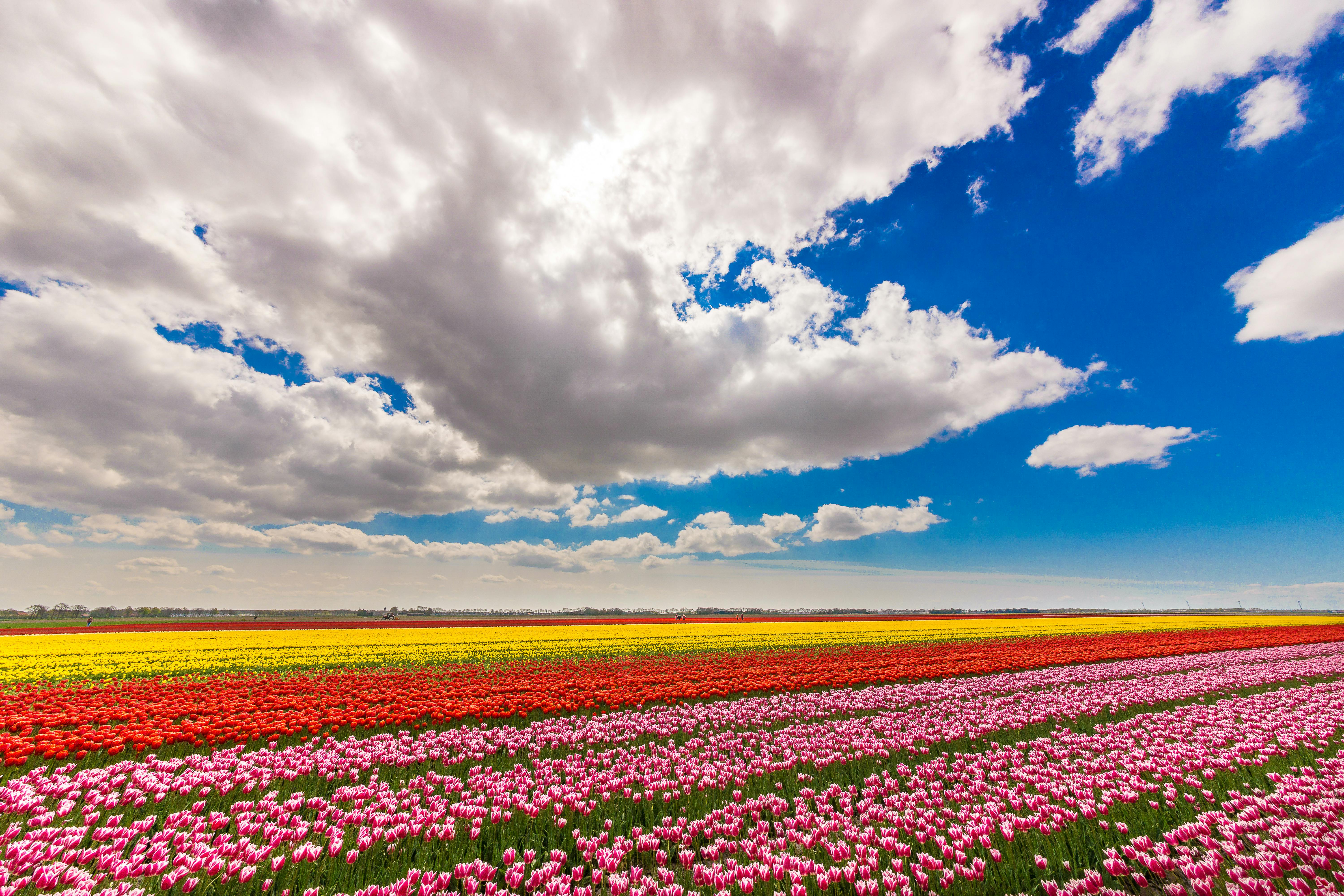 A Blooming Flower Field under White Clouds and Blue Sky · Free Stock Photo