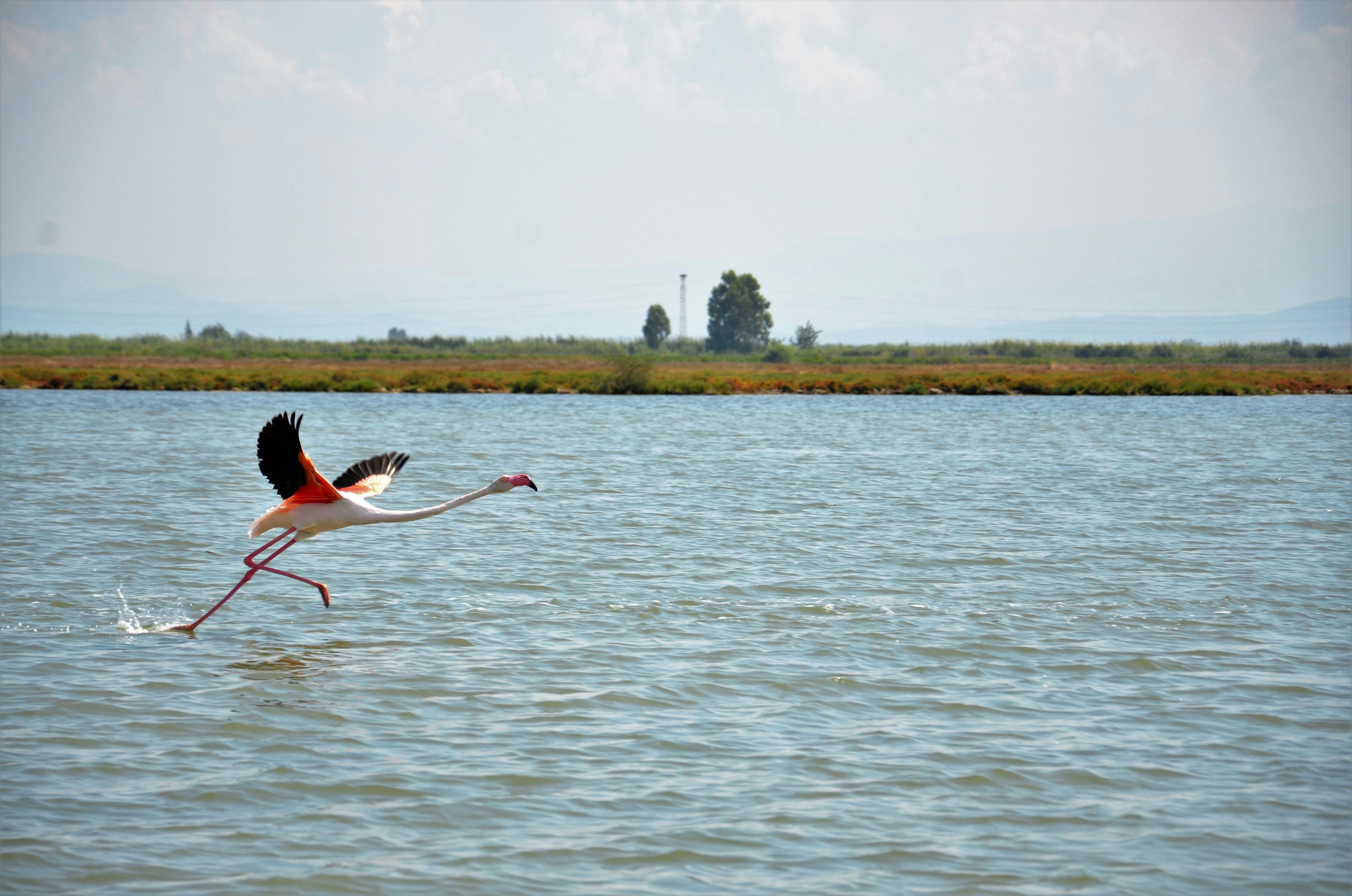A Bird Flying over the Water · Free Stock Photo