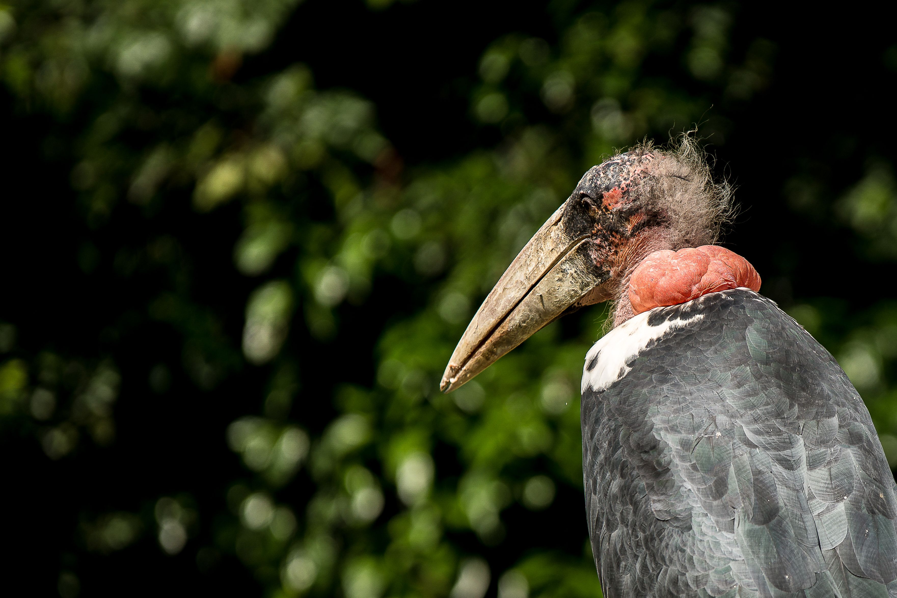 Shallow Focus Photo of a Large Bird · Free Stock Photo