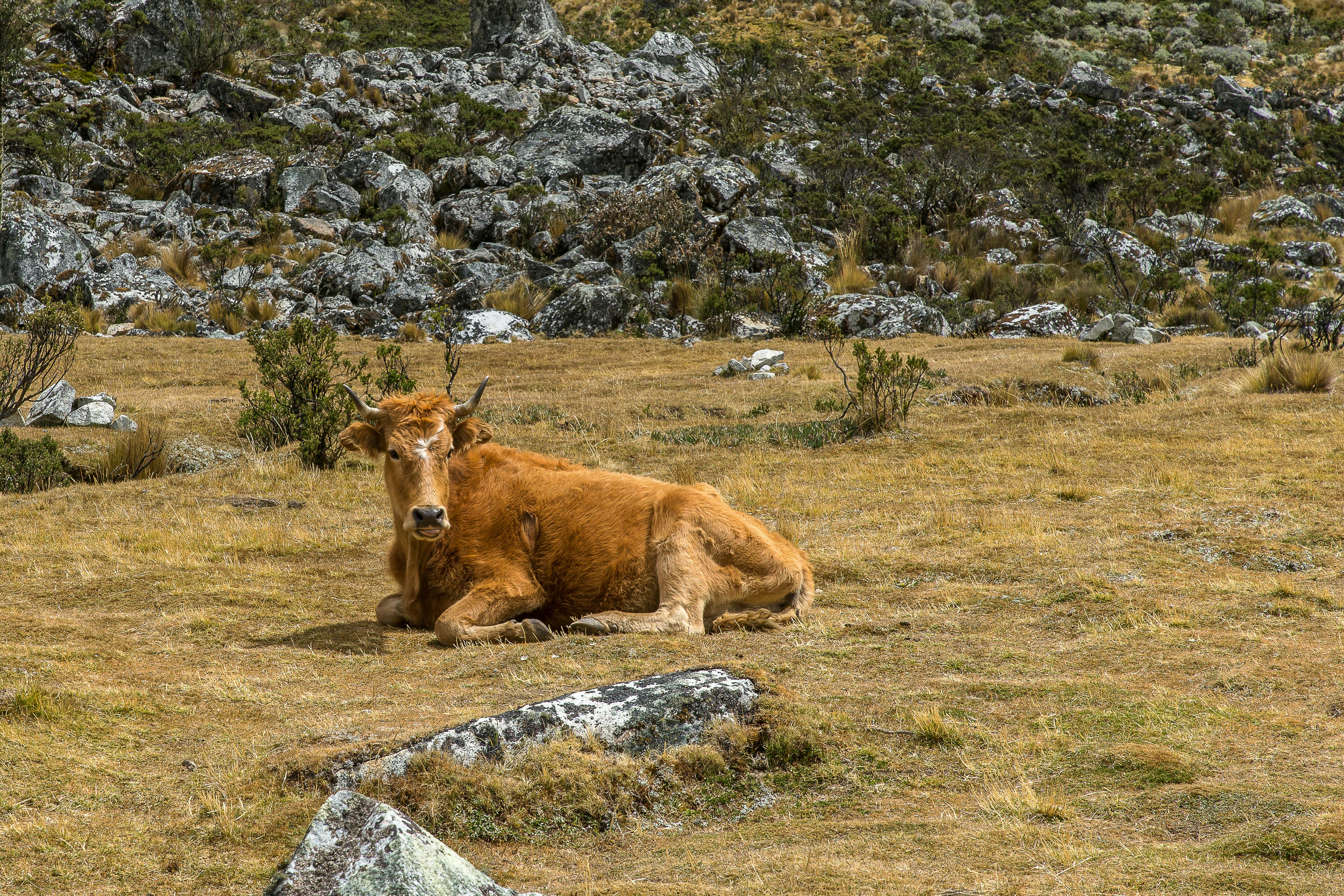 Cow Relaxing on Grass · Free Stock Photo
