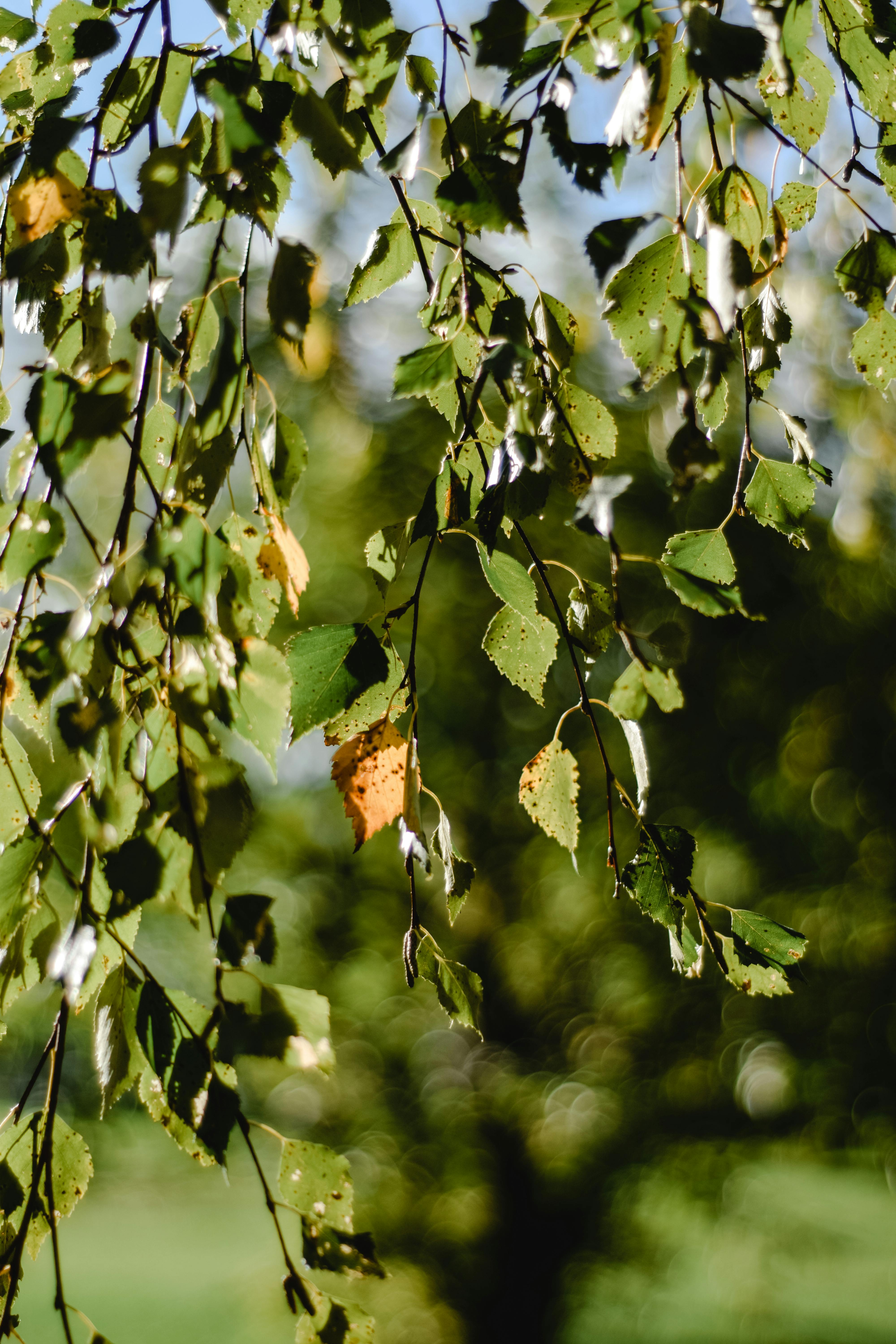 Close Up of Leaves on Tree · Free Stock Photo