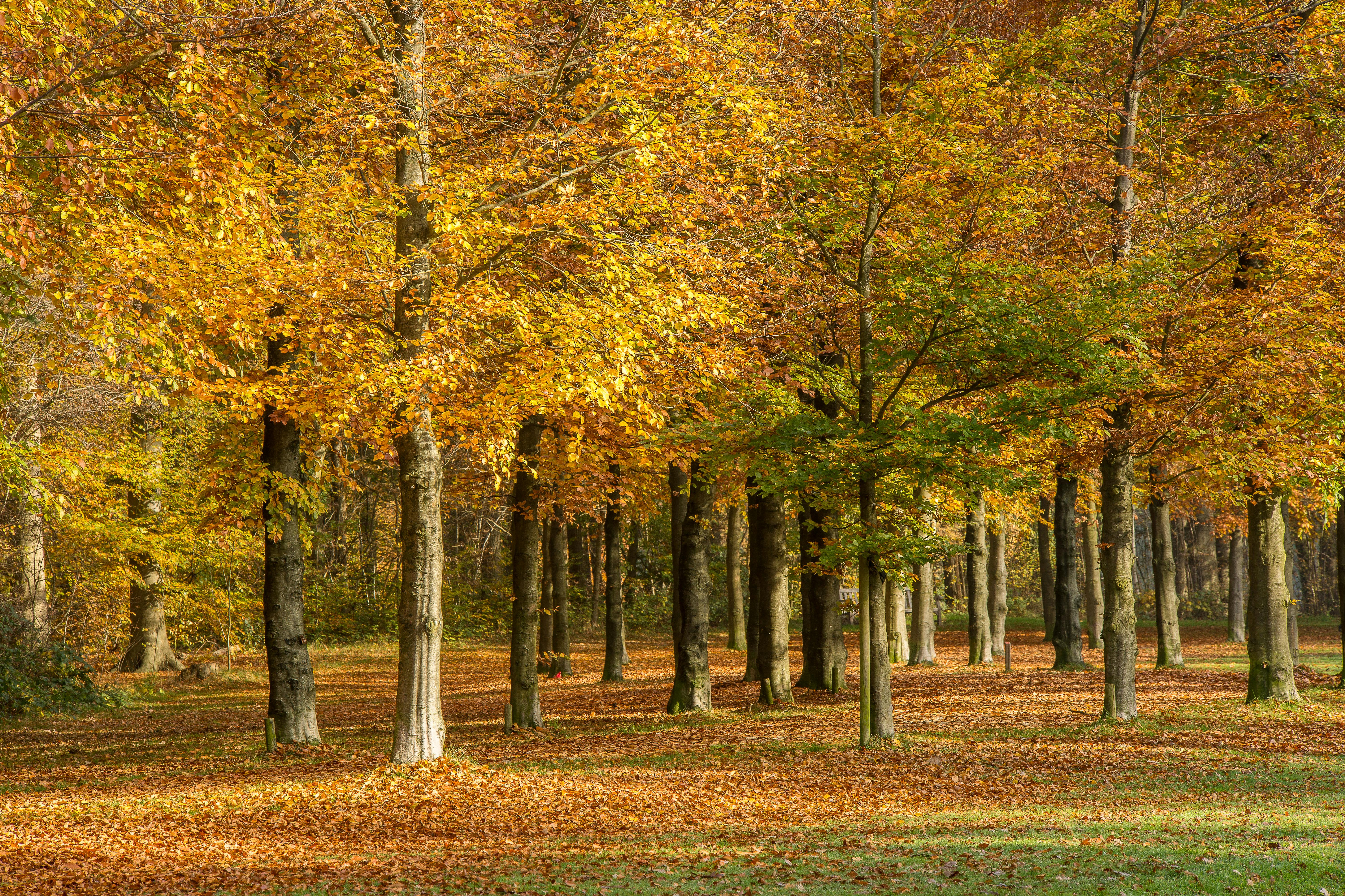 Colorful Trees In Fall · Free Stock Photo