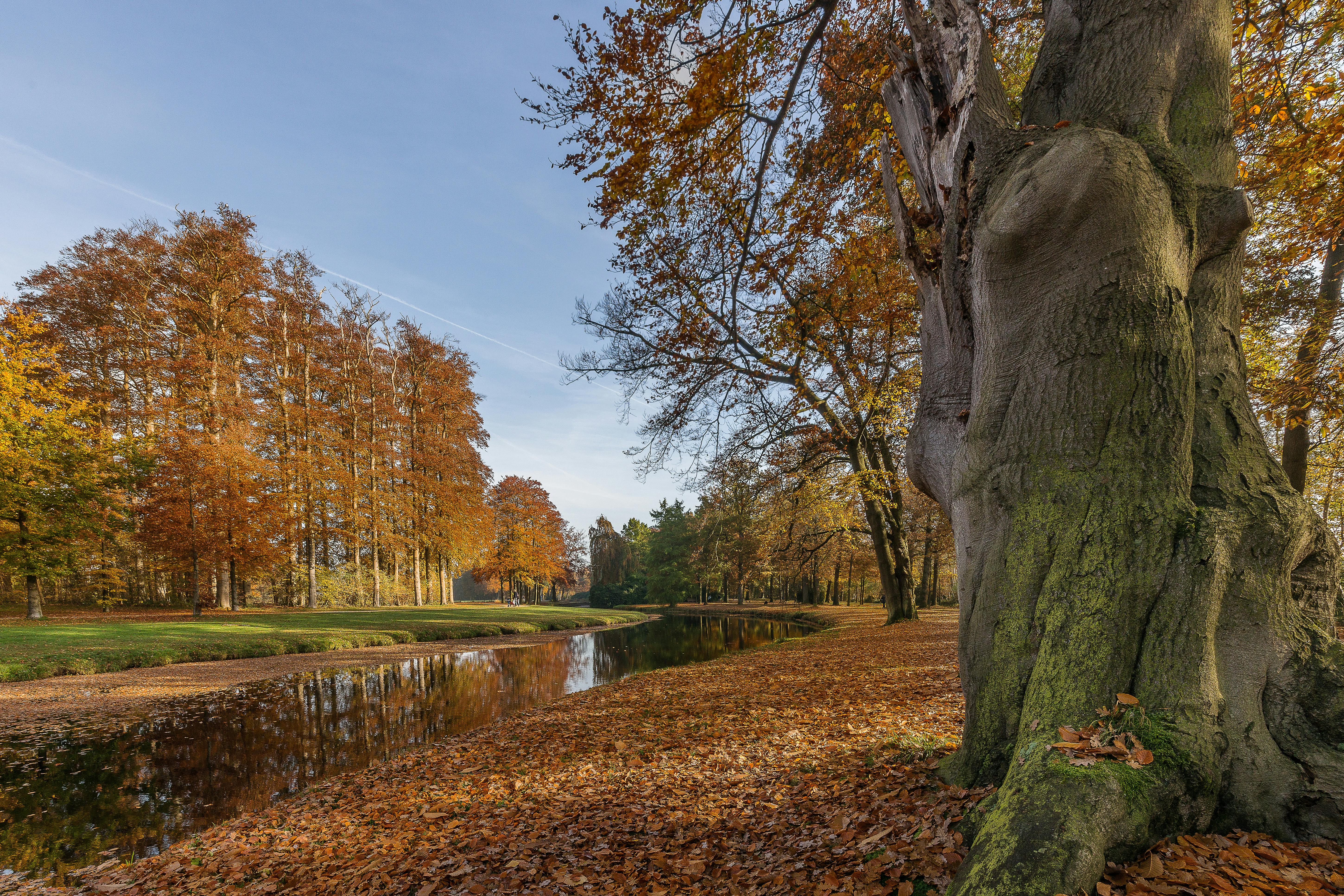 Scenic View of the Trees · Free Stock Photo