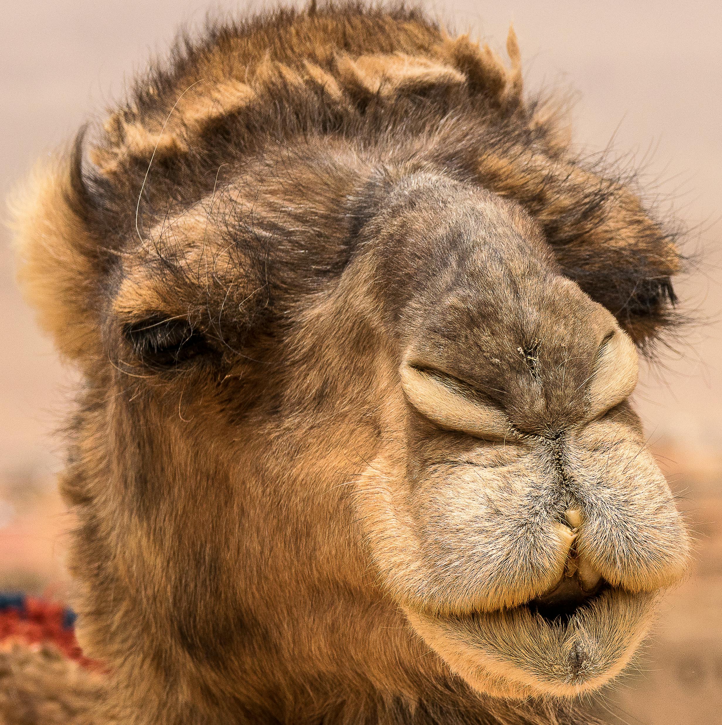 Close-Up Shot of Camel Face · Free Stock Photo
