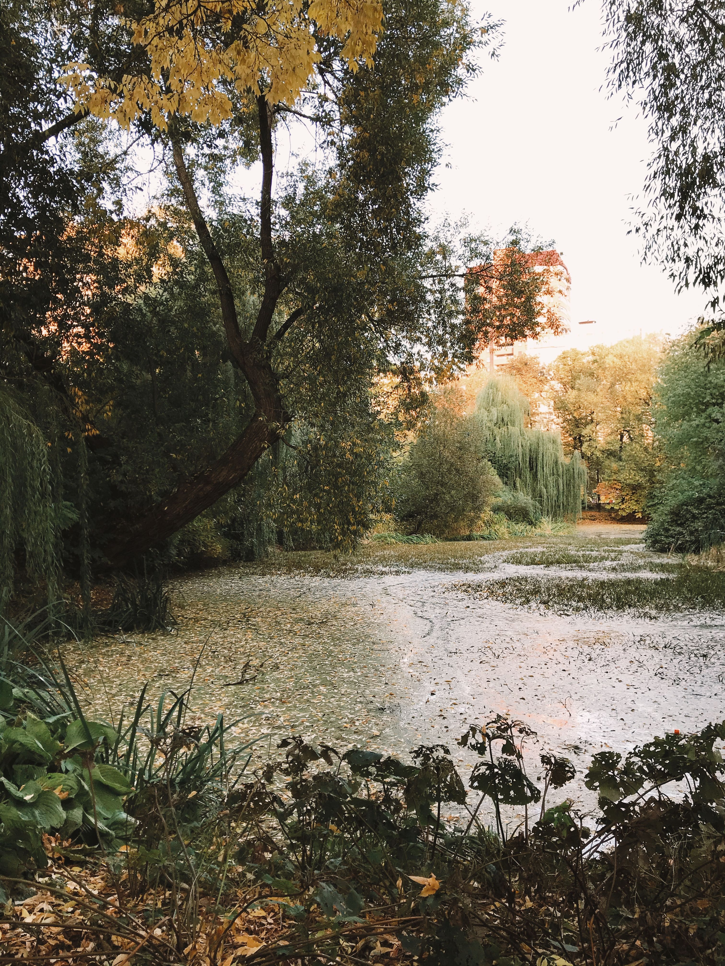 Landscape of a Huge Paddle in a Forest in Autumn · Free Stock Photo
