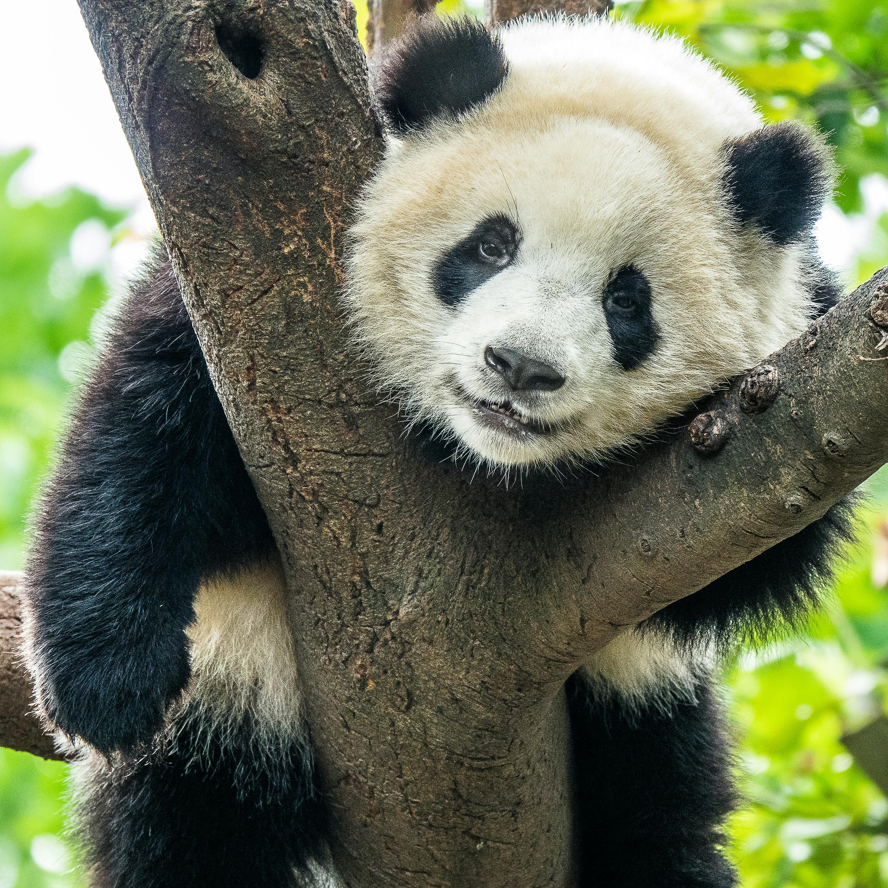 100+ besten Panda Fotos · 100 % kostenloser Download · Pexels Stock-Fotos