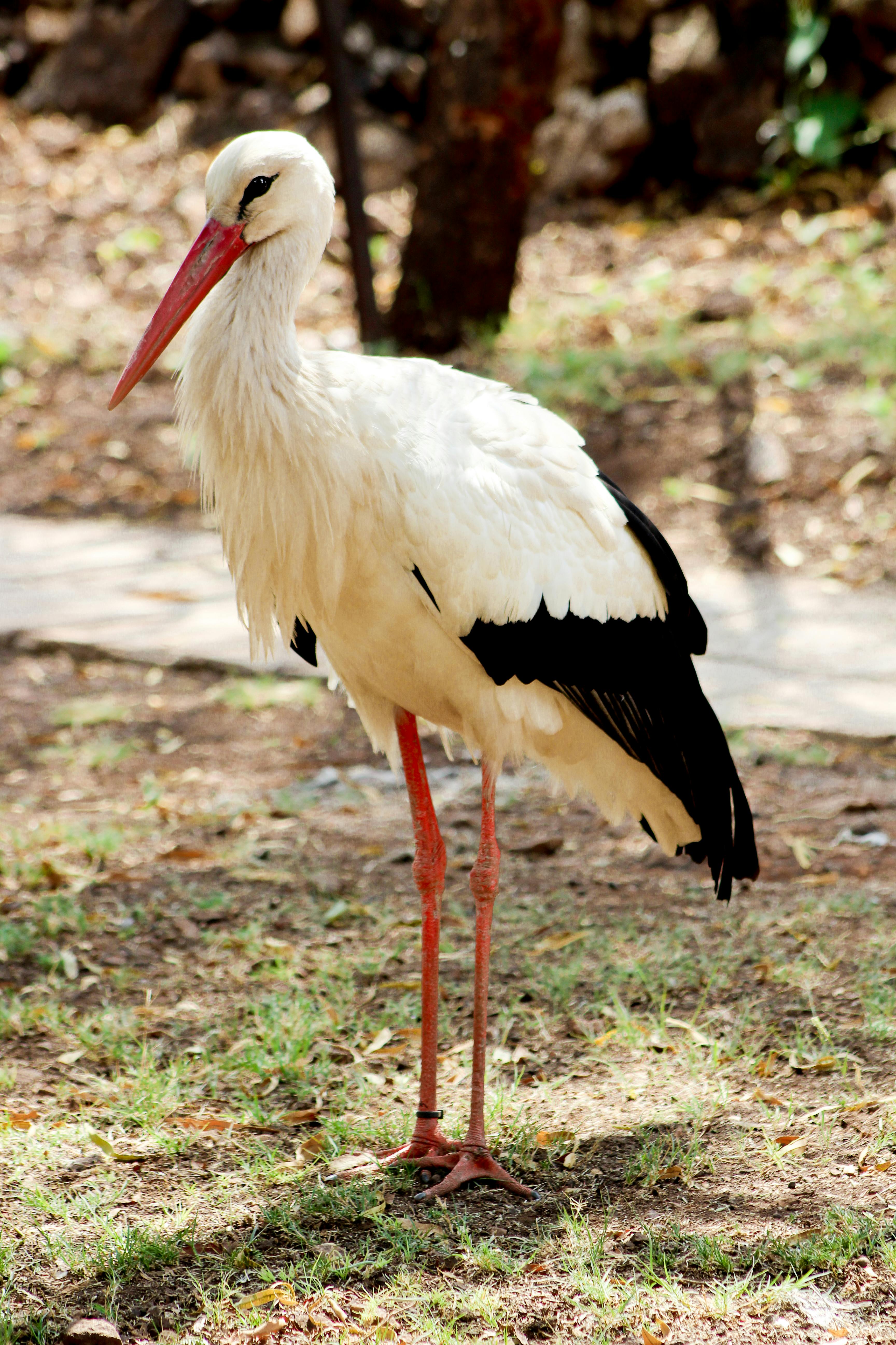 Beautiful Storks Photos, Download The BEST Free Beautiful Storks Stock ...