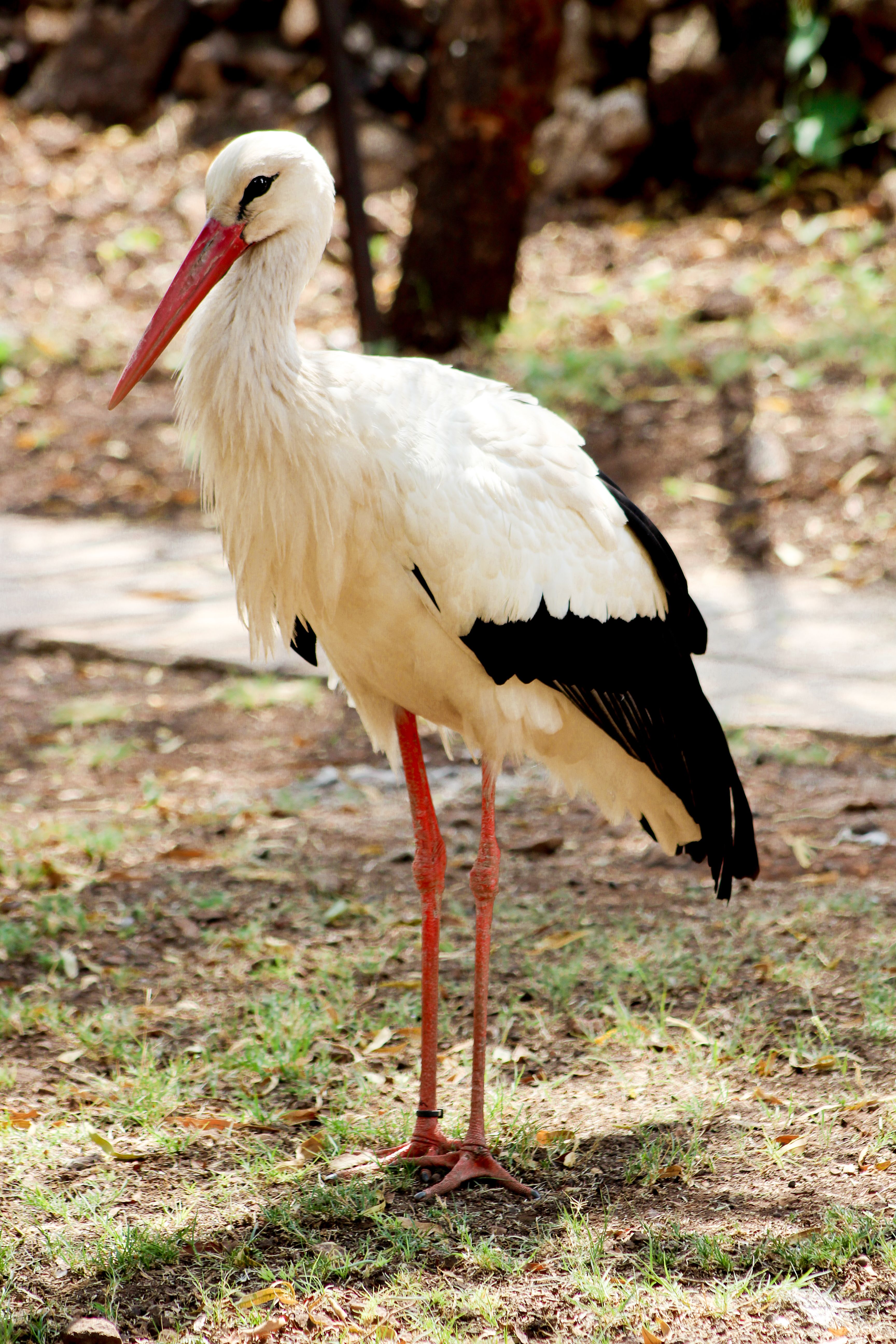 A Beautiful White Stork Bird · Free Stock Photo
