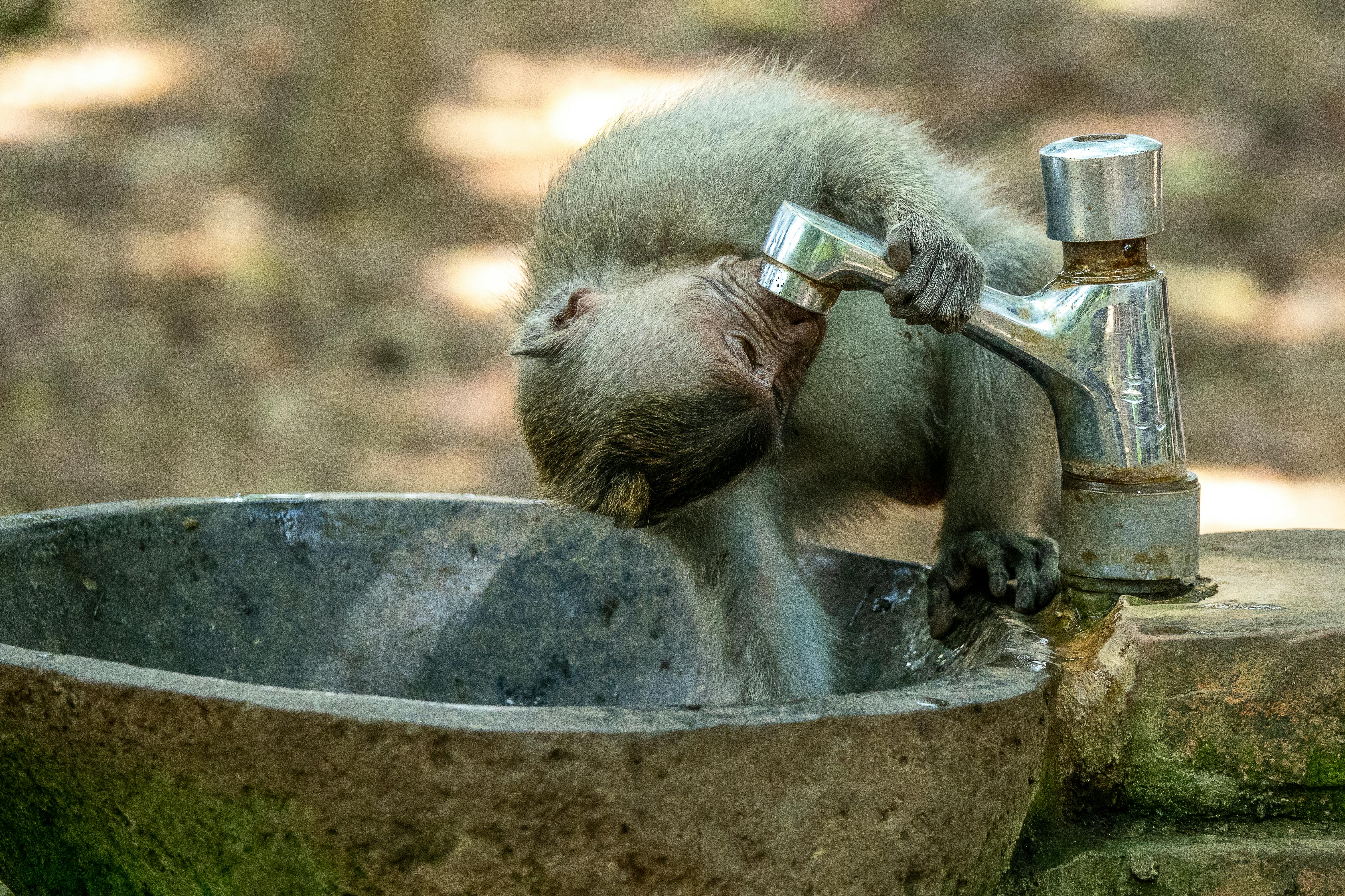 Thirsty Macaque Monkey at Water Tap · Free Stock Photo
