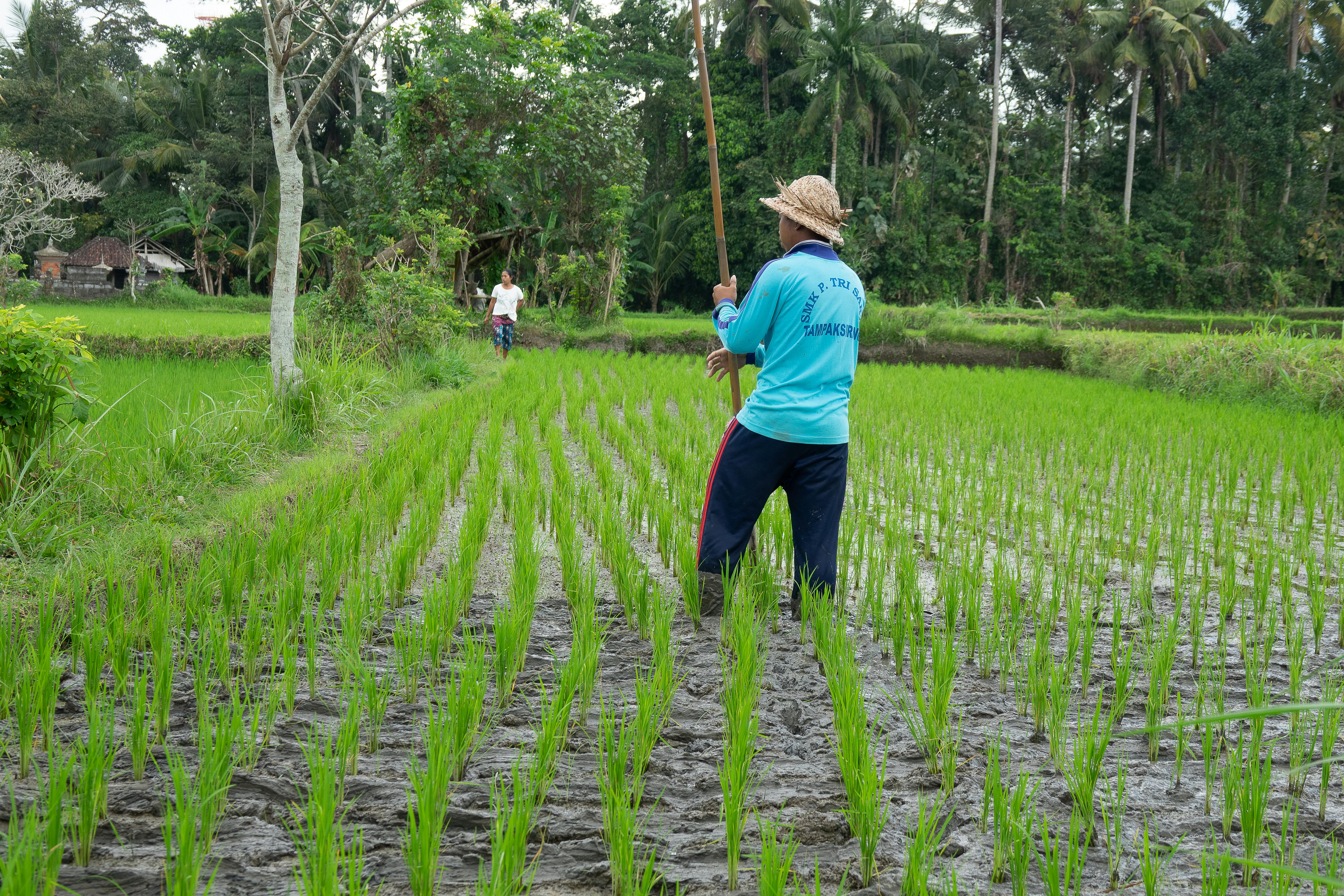 Workers on Rice Field · Free Stock Photo
