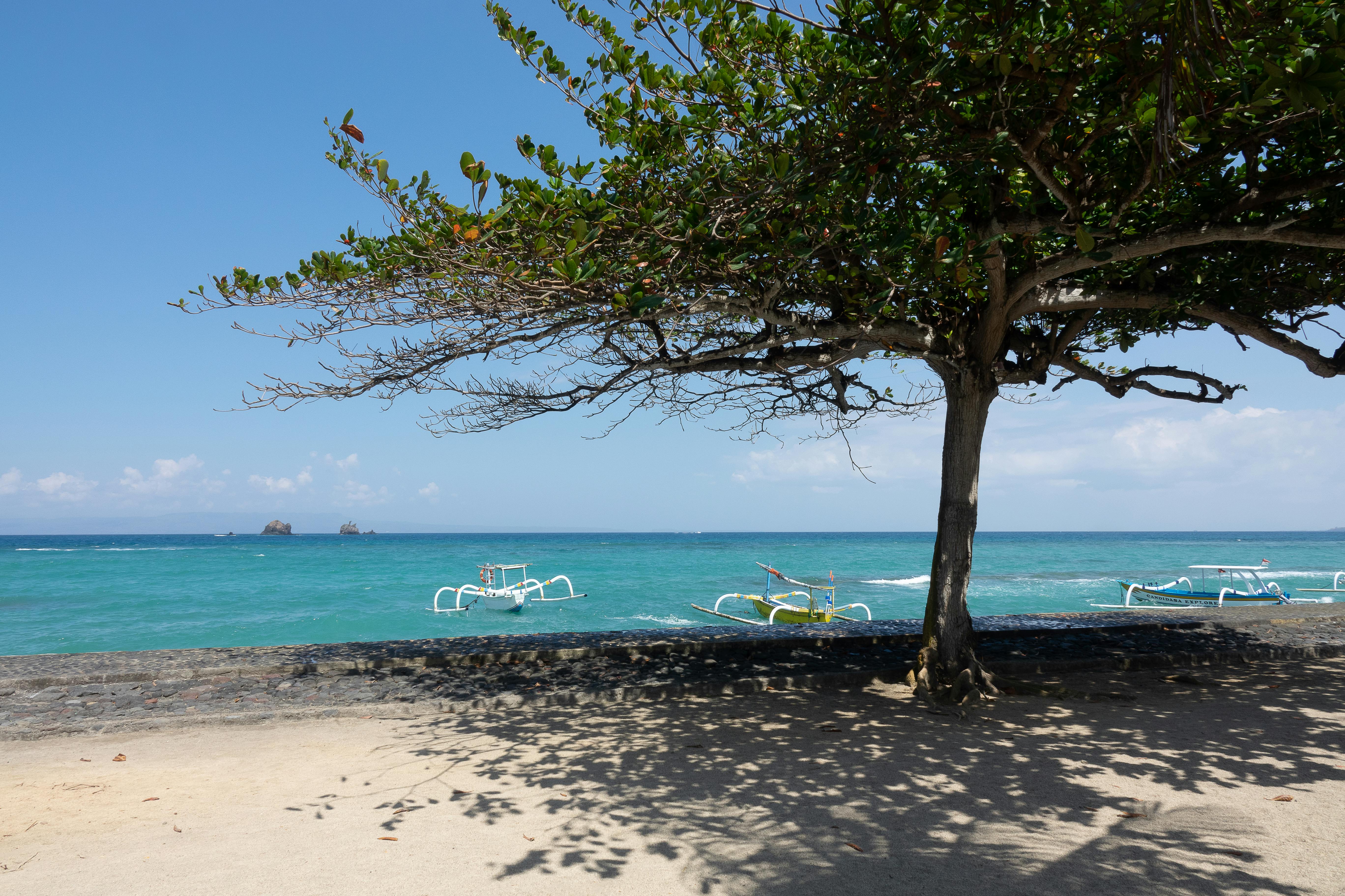 Sandy Beach with Tree and Trimaran Boats · Free Stock Photo