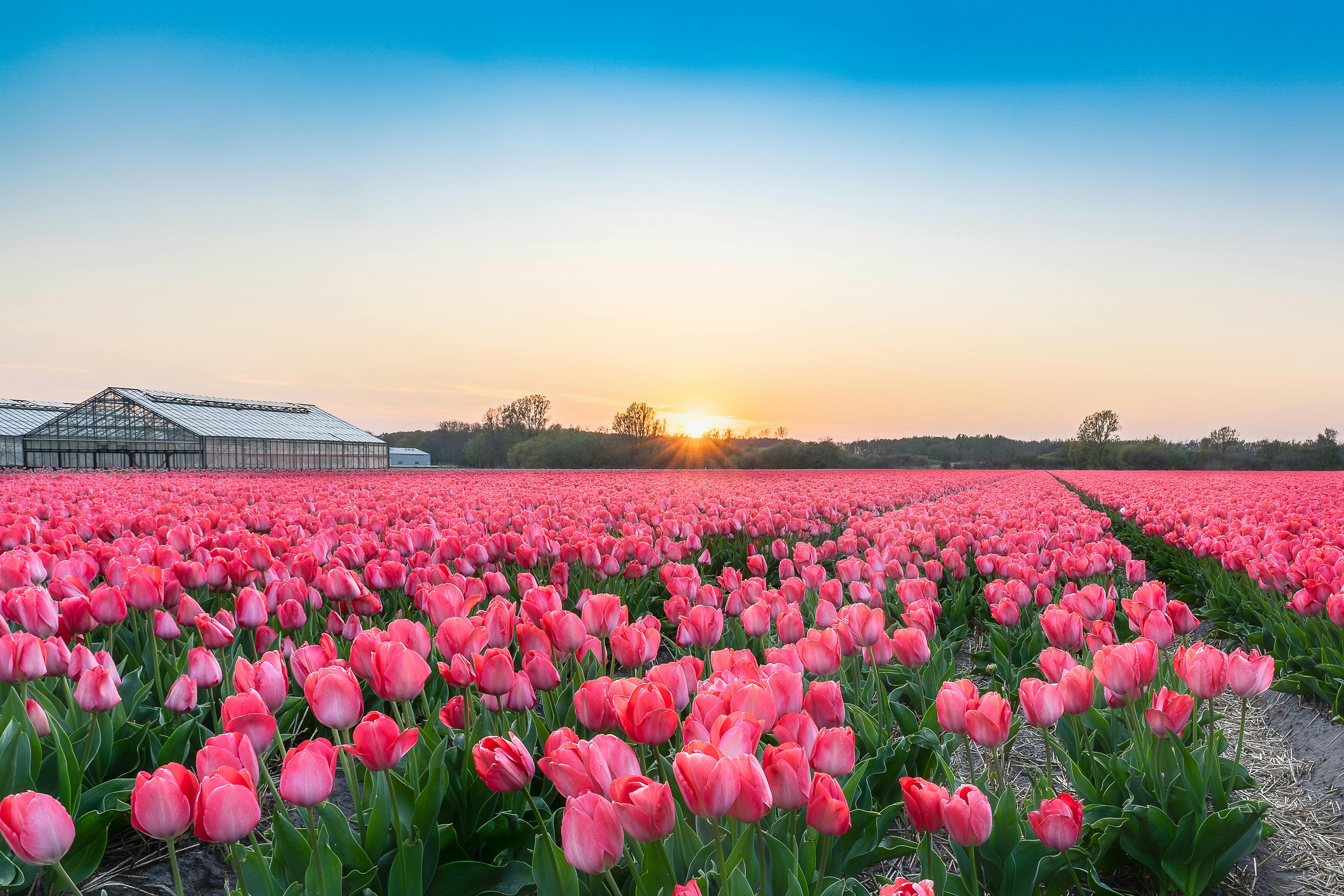 Field Of Pink Flowers Photos, Download The BEST Free Field Of Pink ...