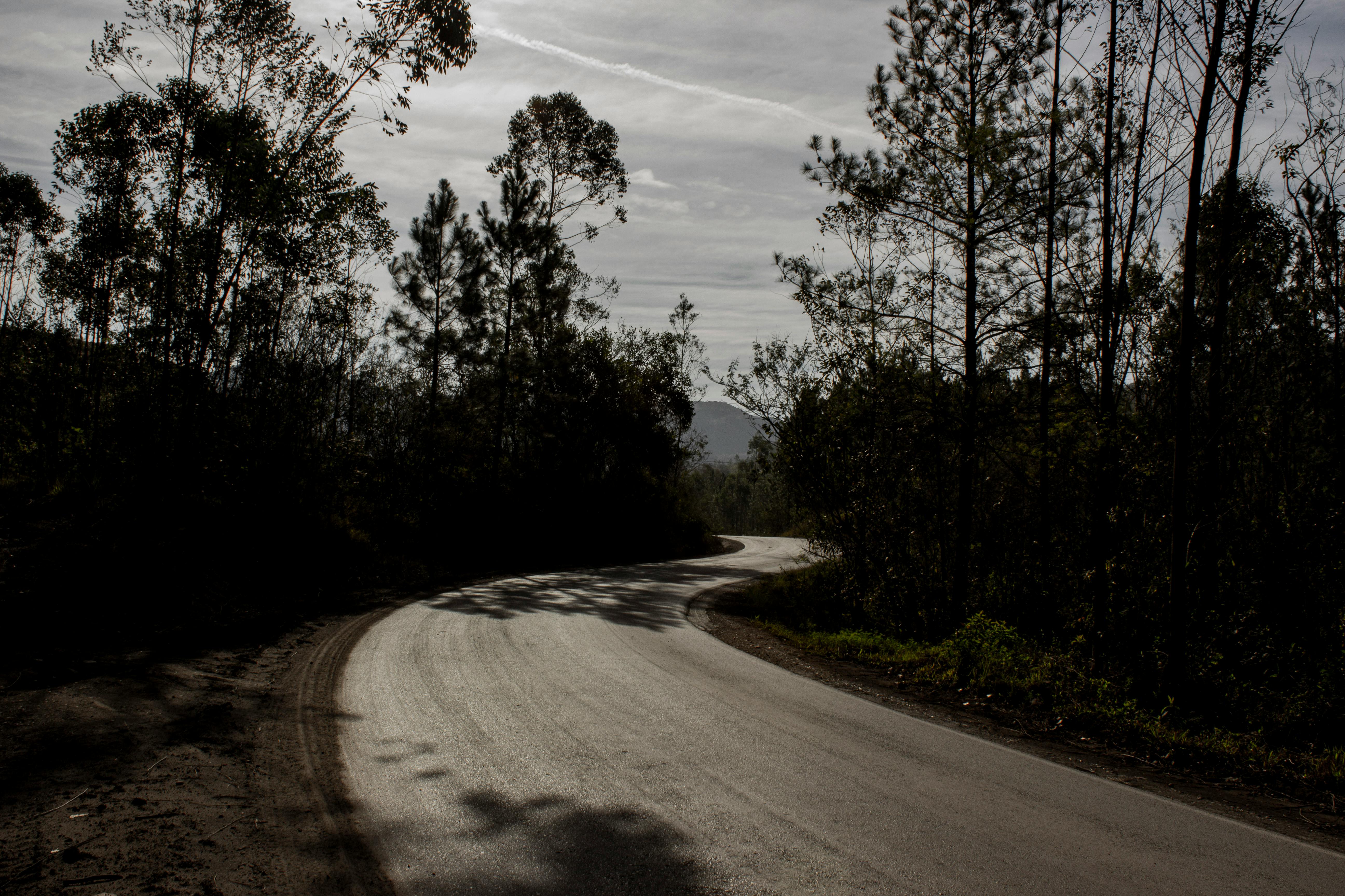 Brown Dirt Road Lined With Trees · Free Stock Photo