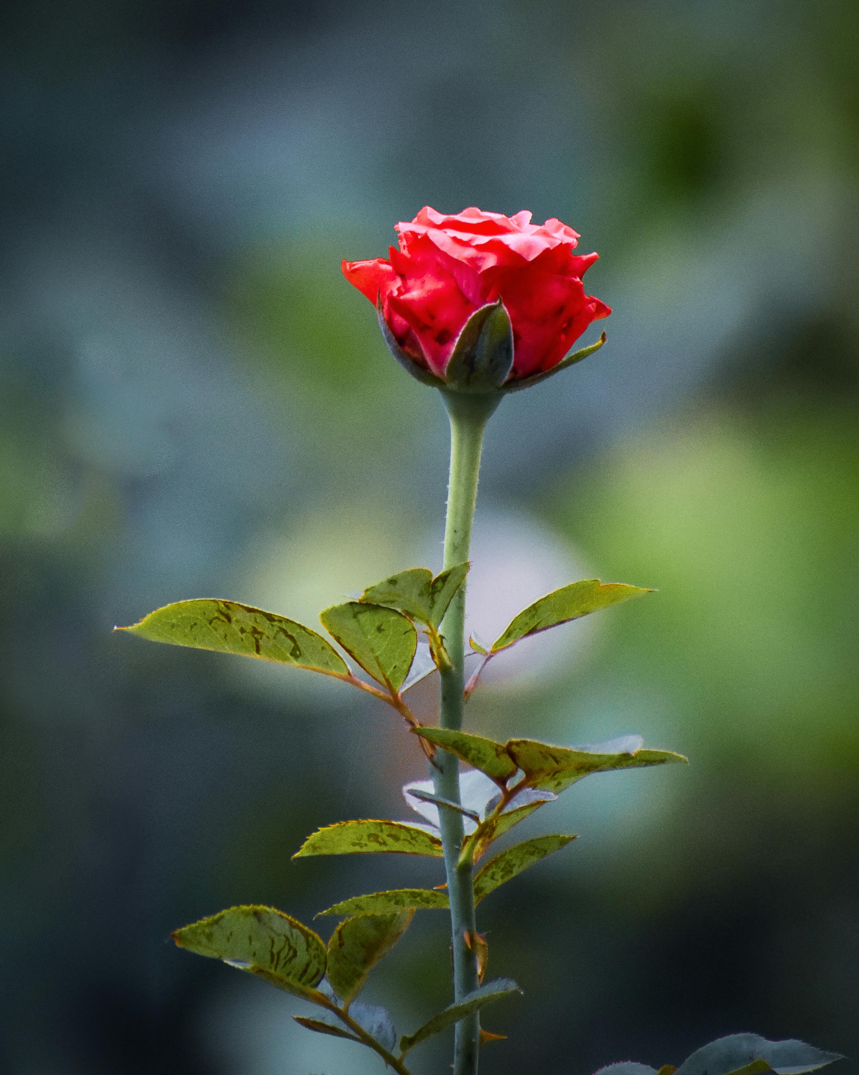 Assorted Color of Rose Flowers · Free Stock Photo