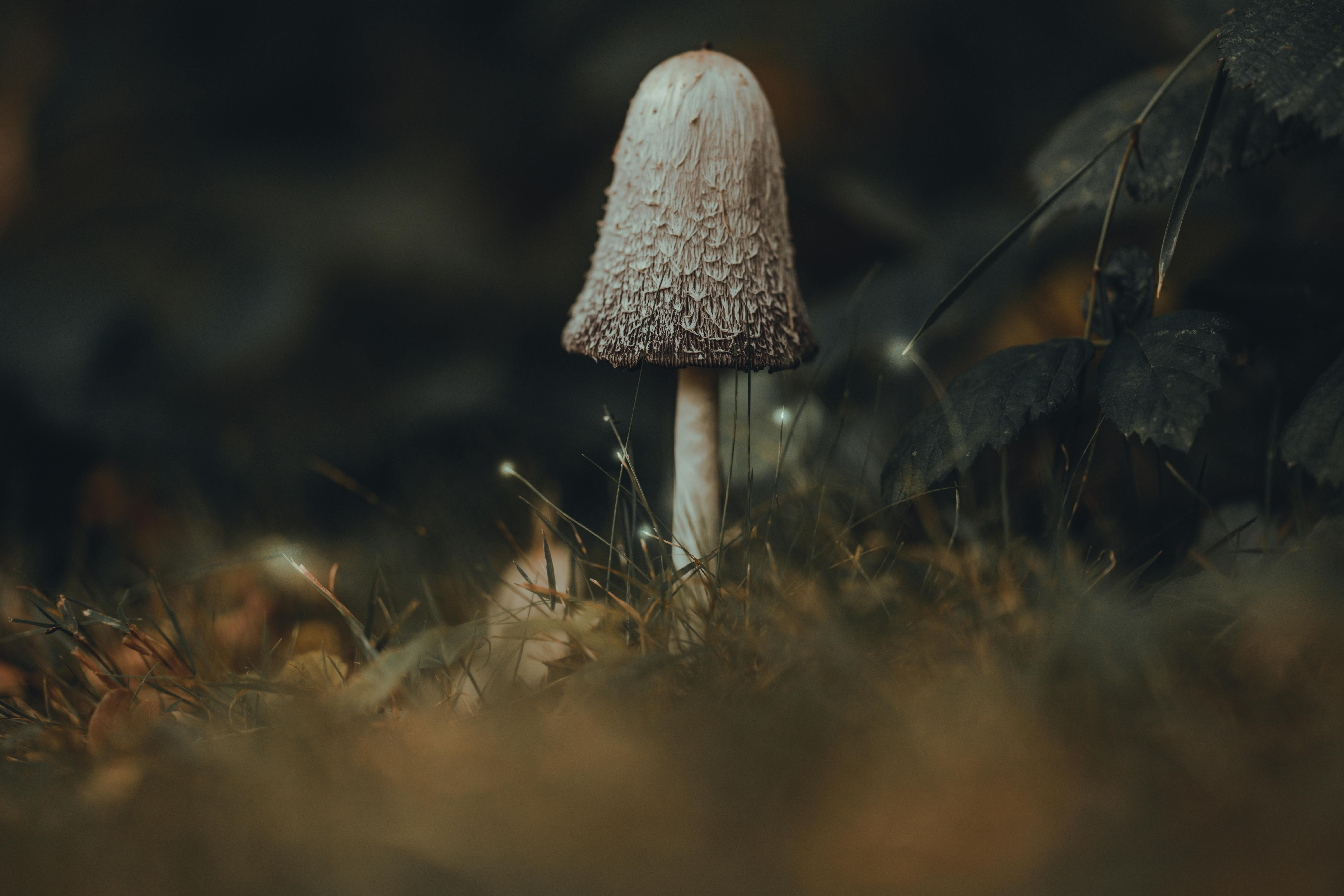 Mushroom in Close Up Photography · Free Stock Photo