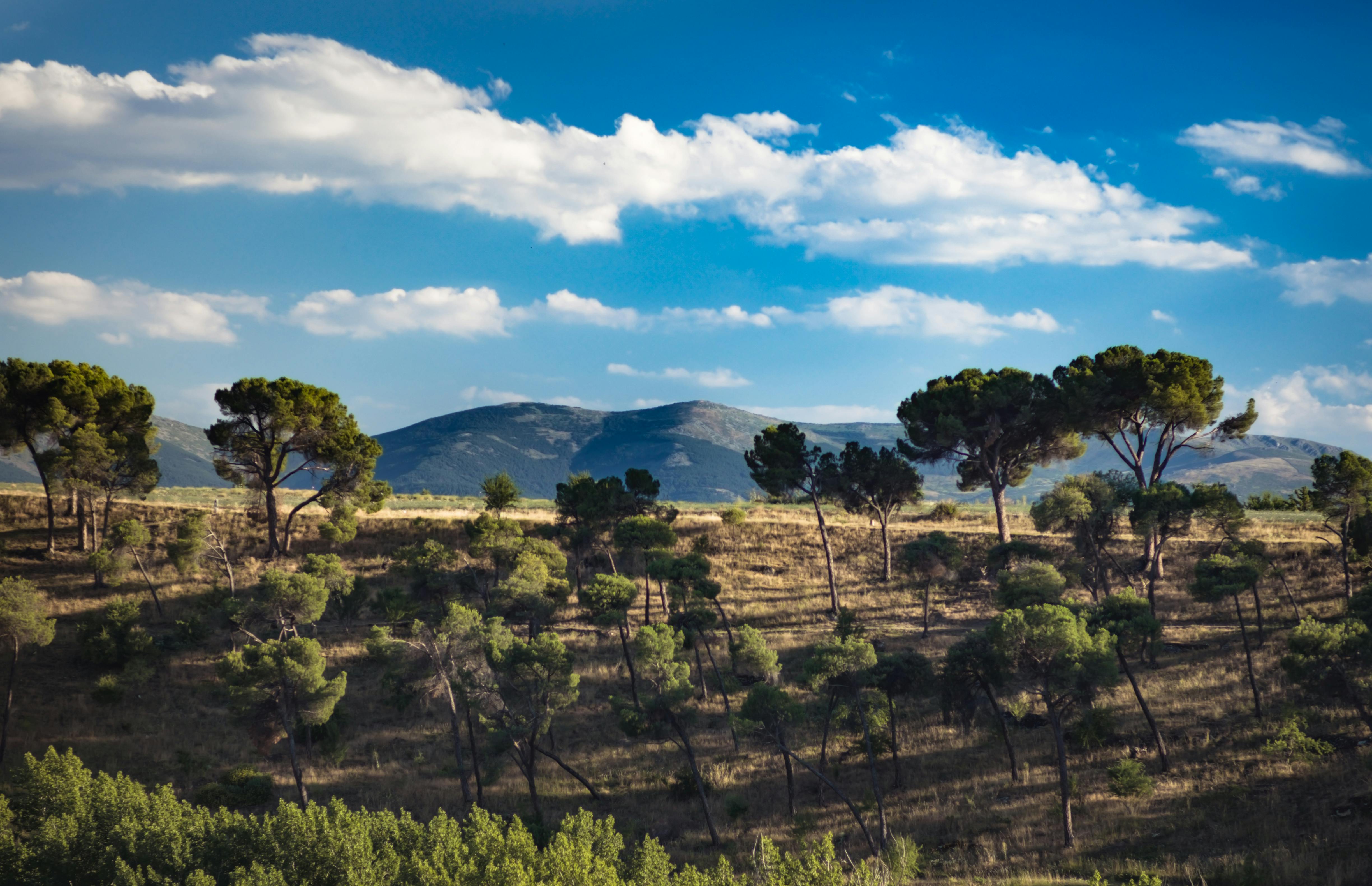 Growing Trees in the Valley · Free Stock Photo