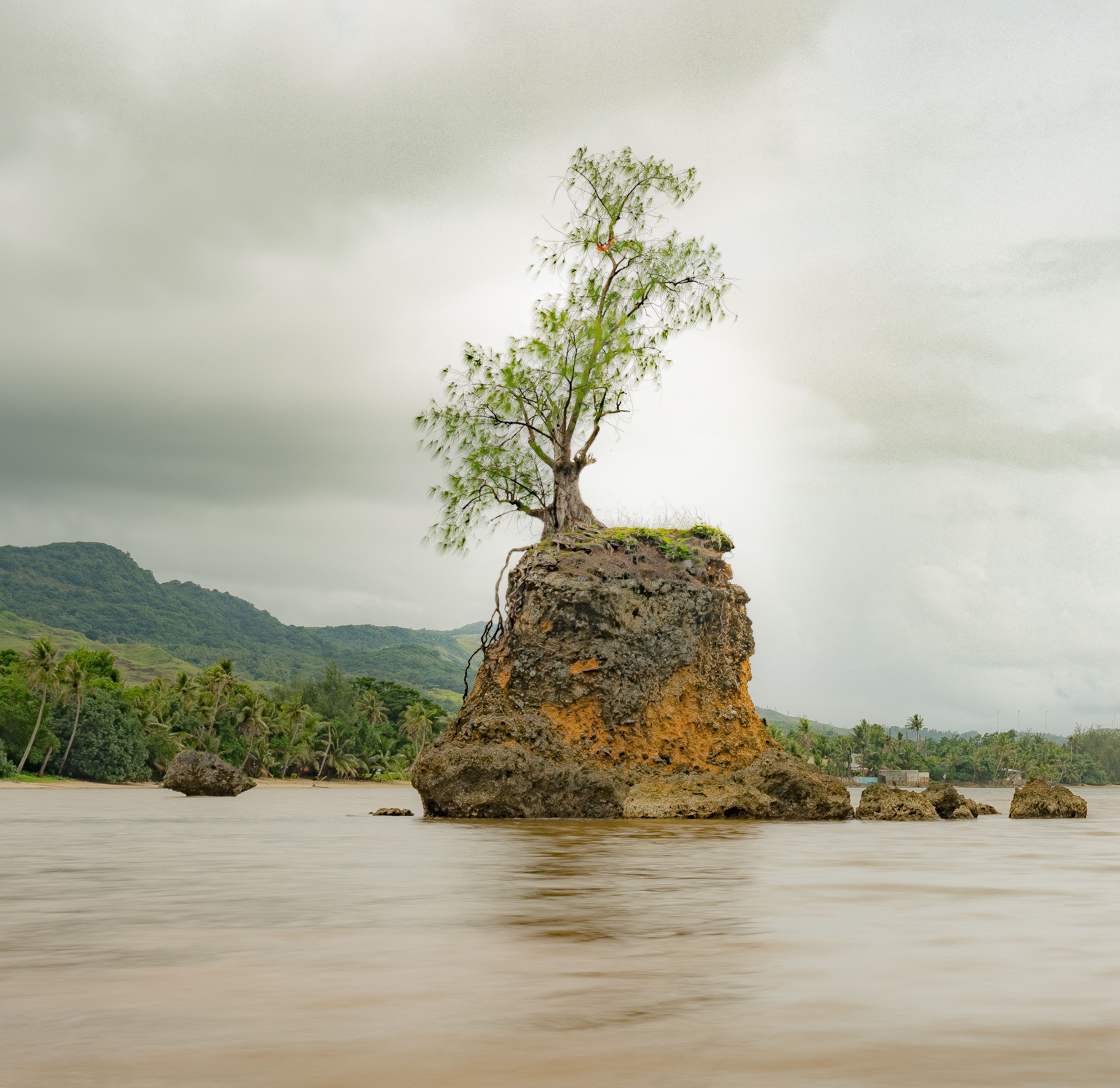 Tree Growing on a Rock Formation on a Beach · Free Stock Photo
