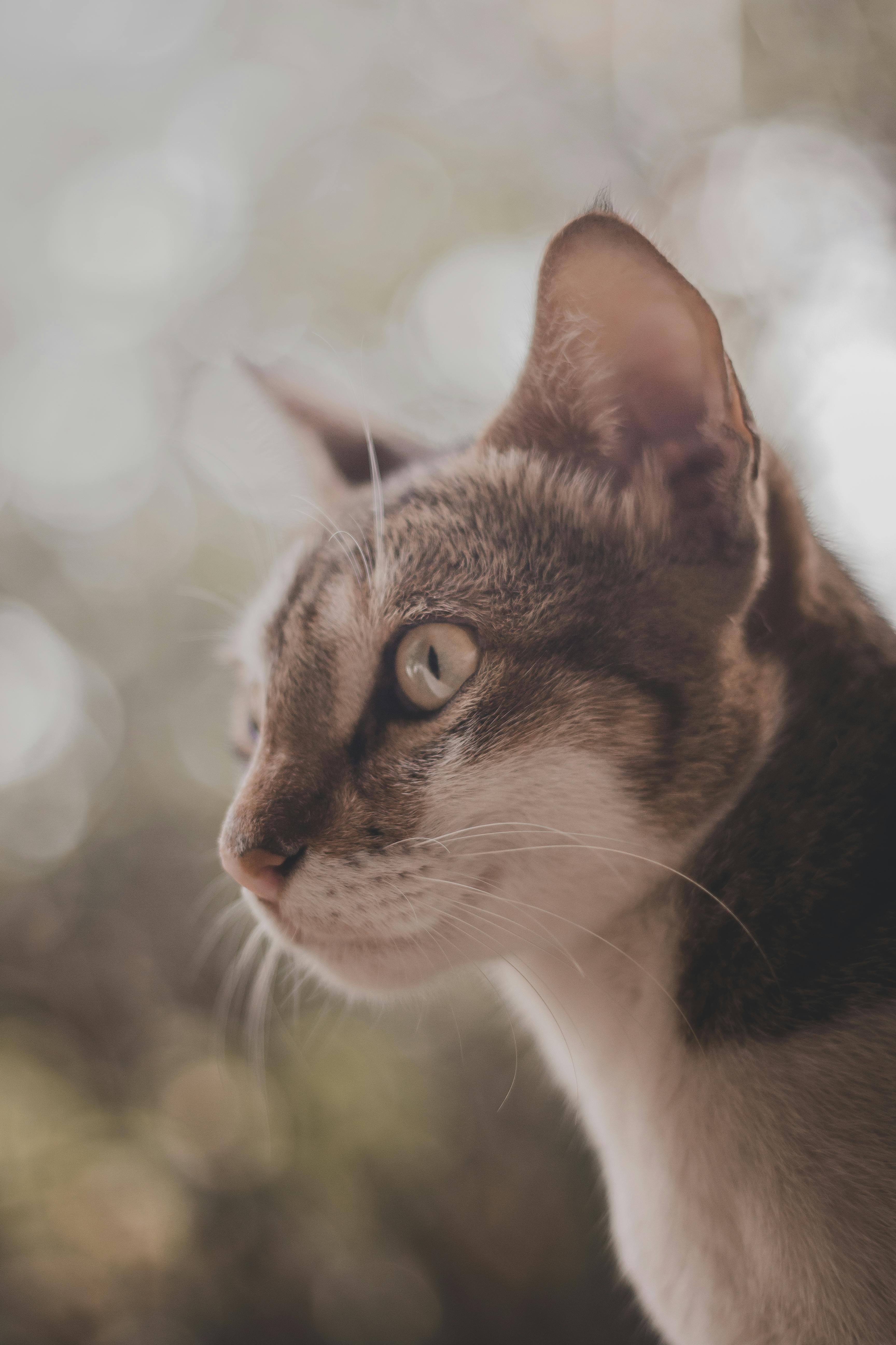 Close-Up Shot of a Cat · Free Stock Photo