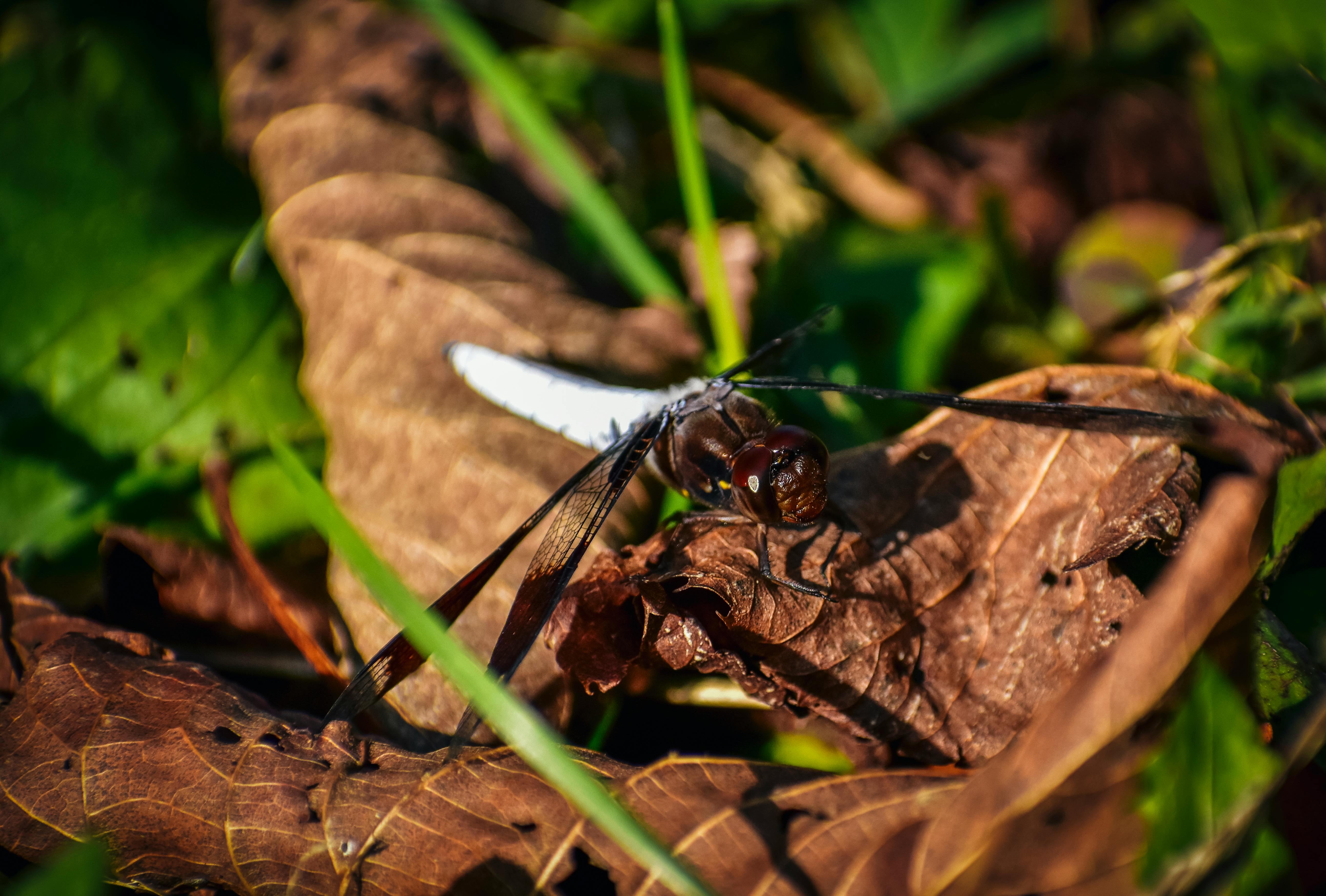 Lydia Photos, Download The BEST Free Lydia Stock Photos & HD Images