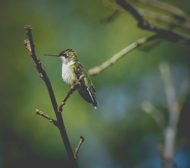 Raising Juvenile Male Ruby Throated Hummingbirds 101 Guide