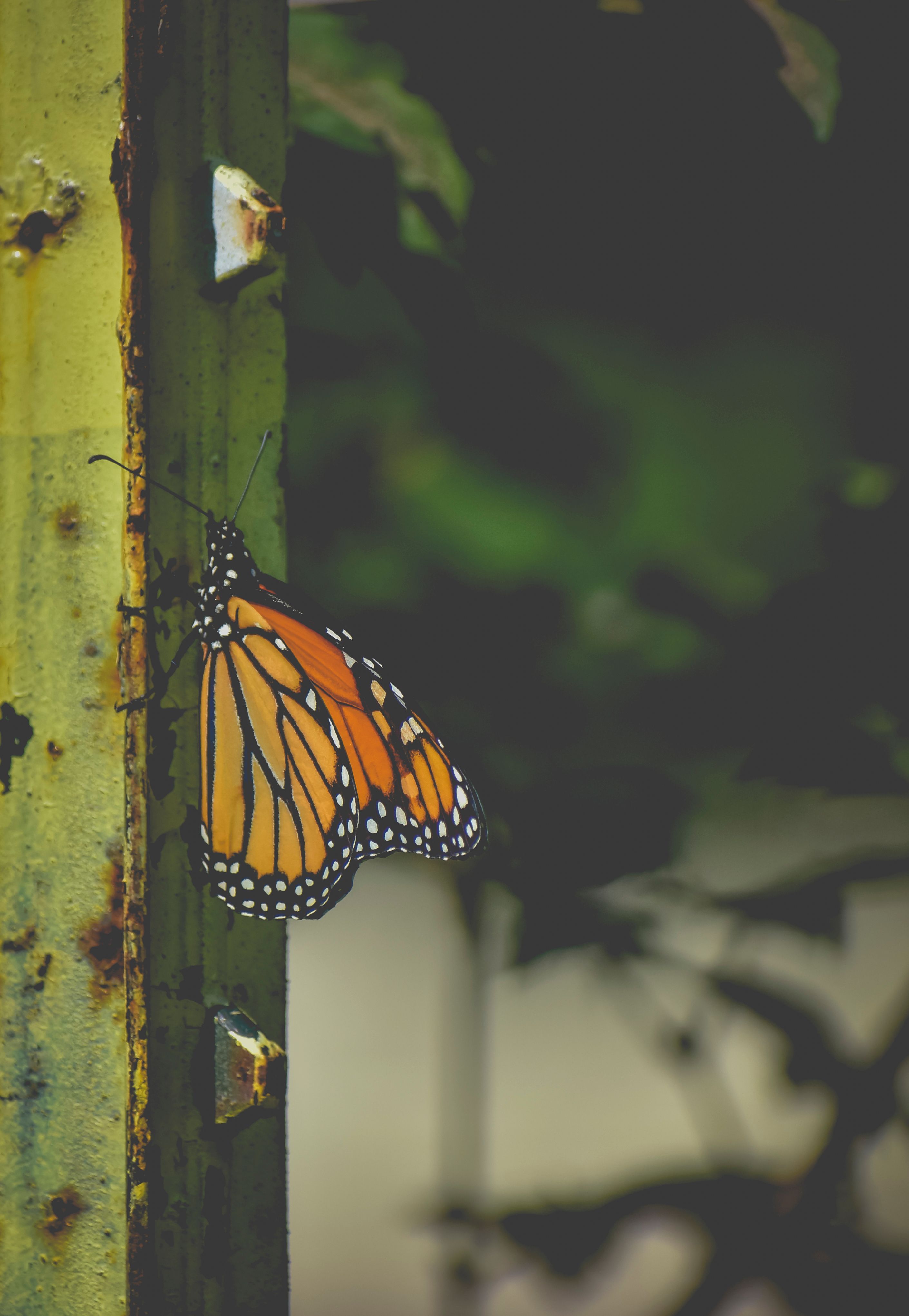 Cute Butterfly Photos, Download The BEST Free Cute Butterfly Stock ...